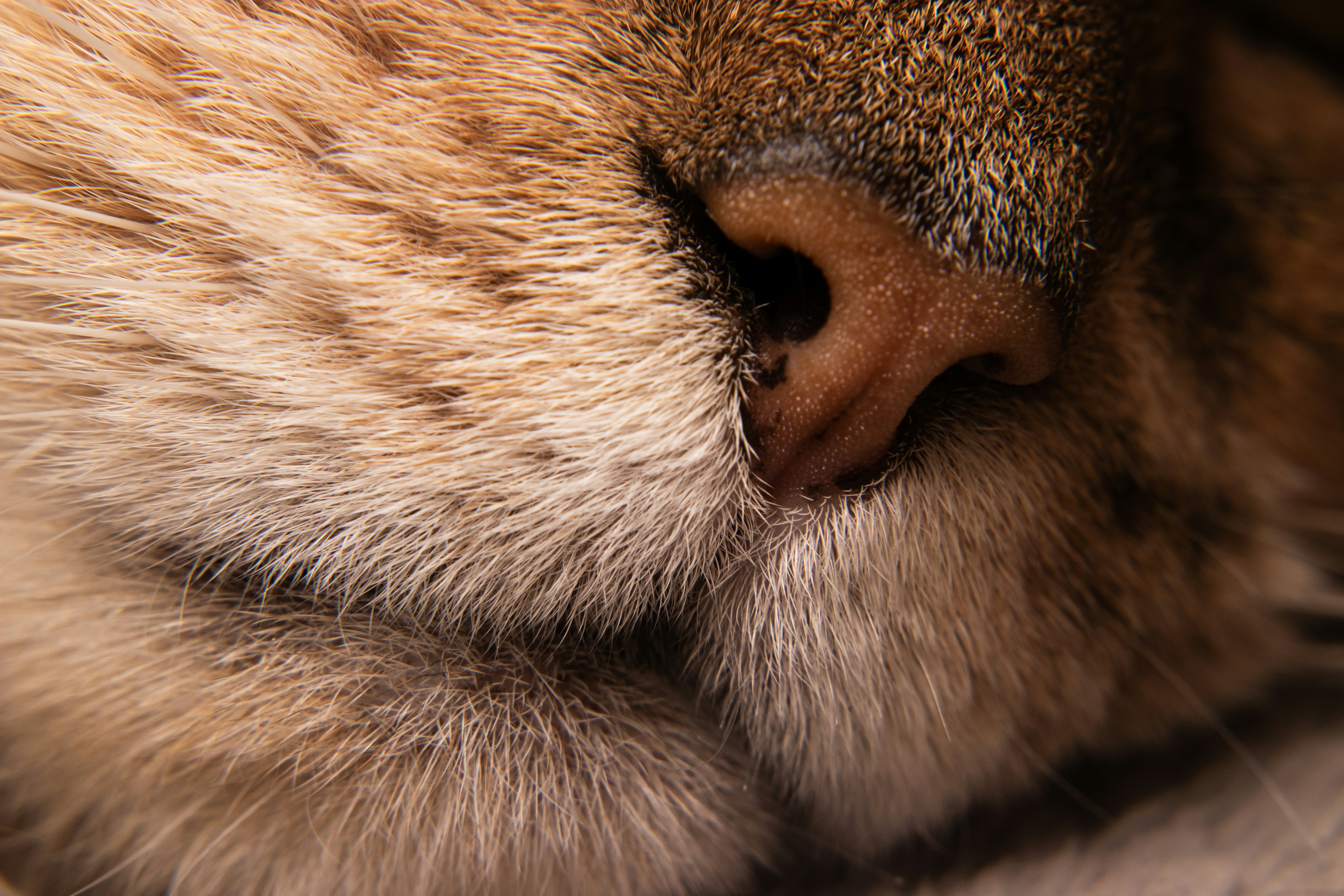 Whiskered Calm: Close-Up of a Soft Snout in Gentle Focus
