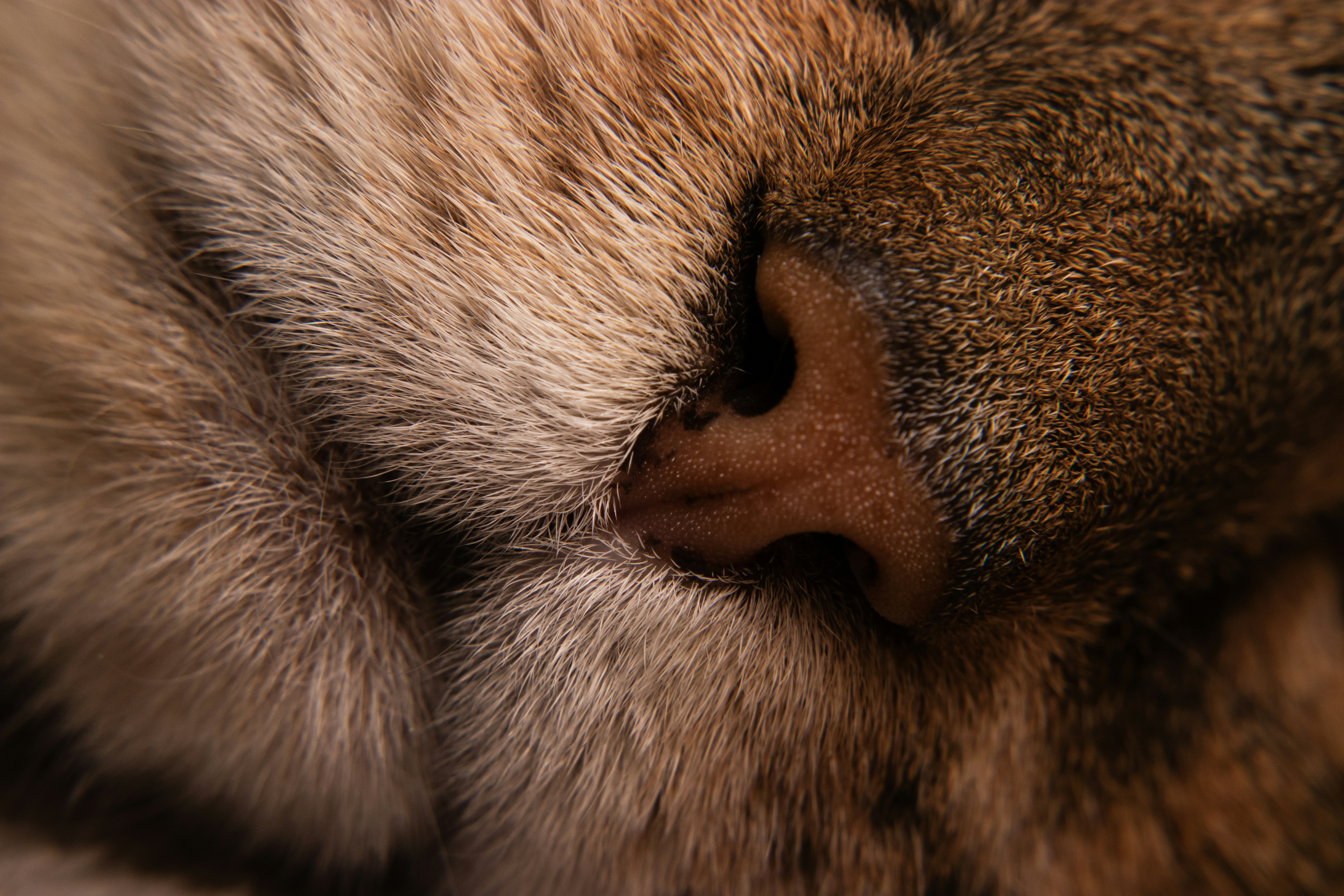 Close-Up Snout in Shadow: Textured Fur and Nose in Quiet Focus