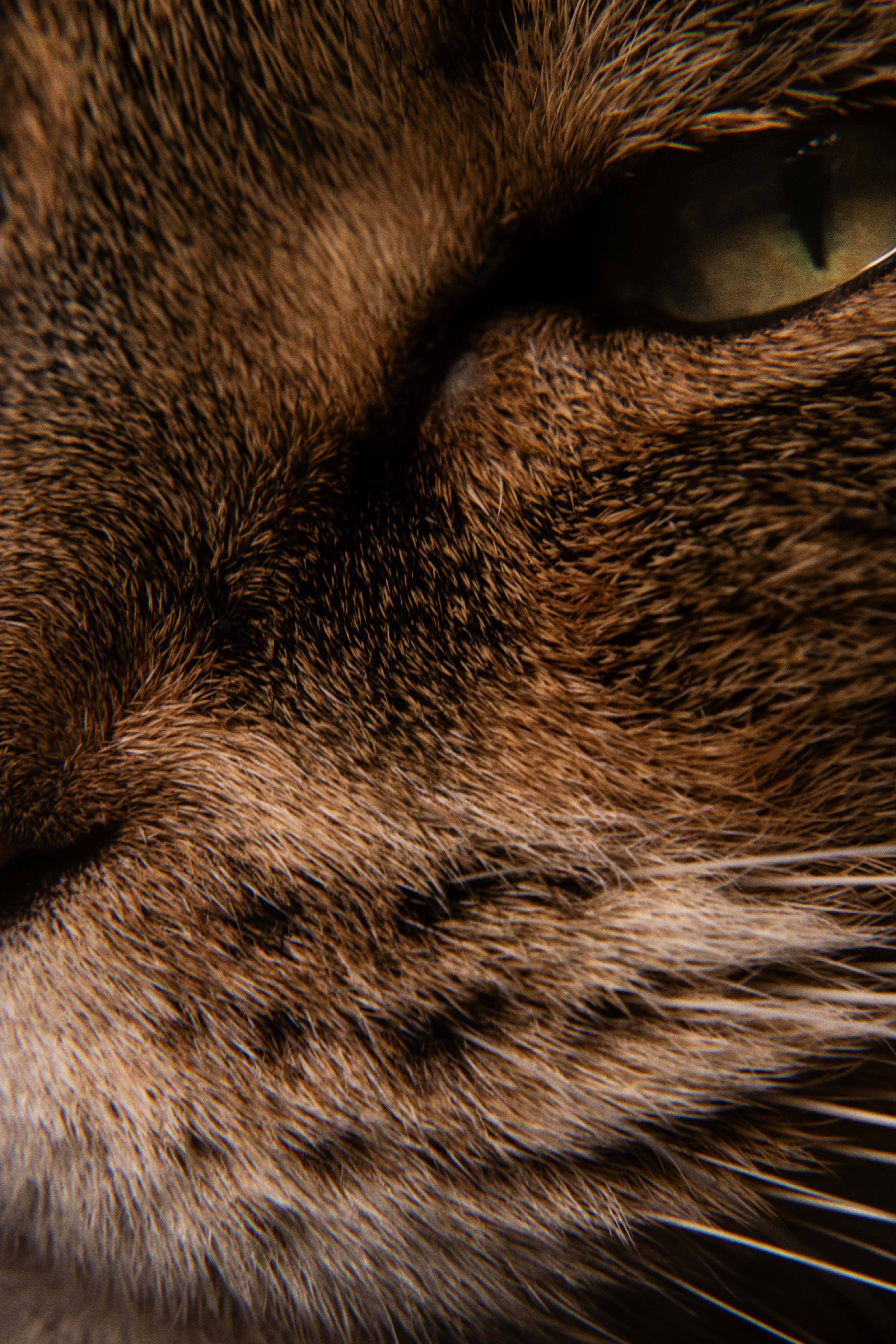 Close-Up of a Cat's Eye: The Gaze in Warm Fur