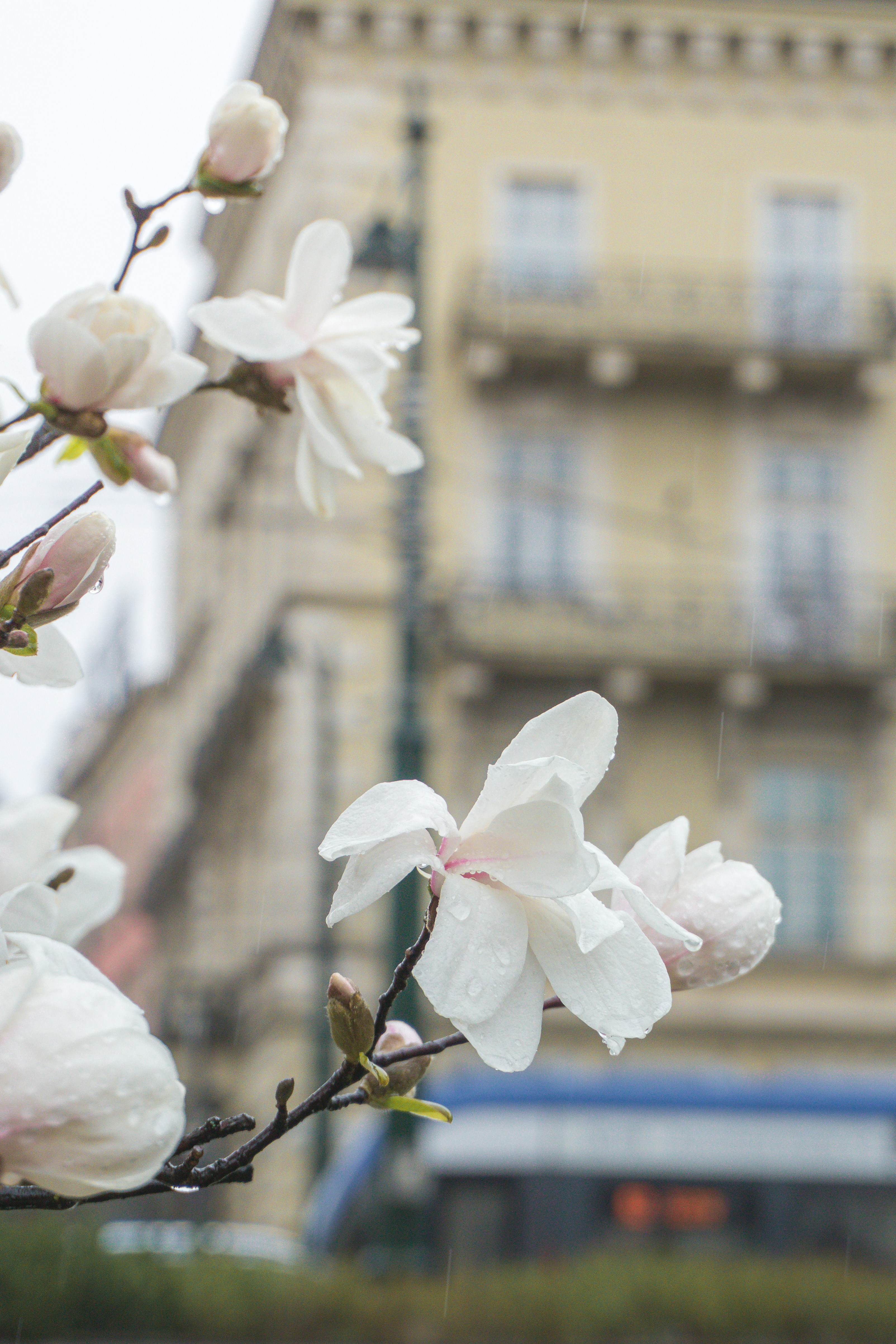 Bloom on a Blurred Street: White Petals Framing a Quiet City Facade