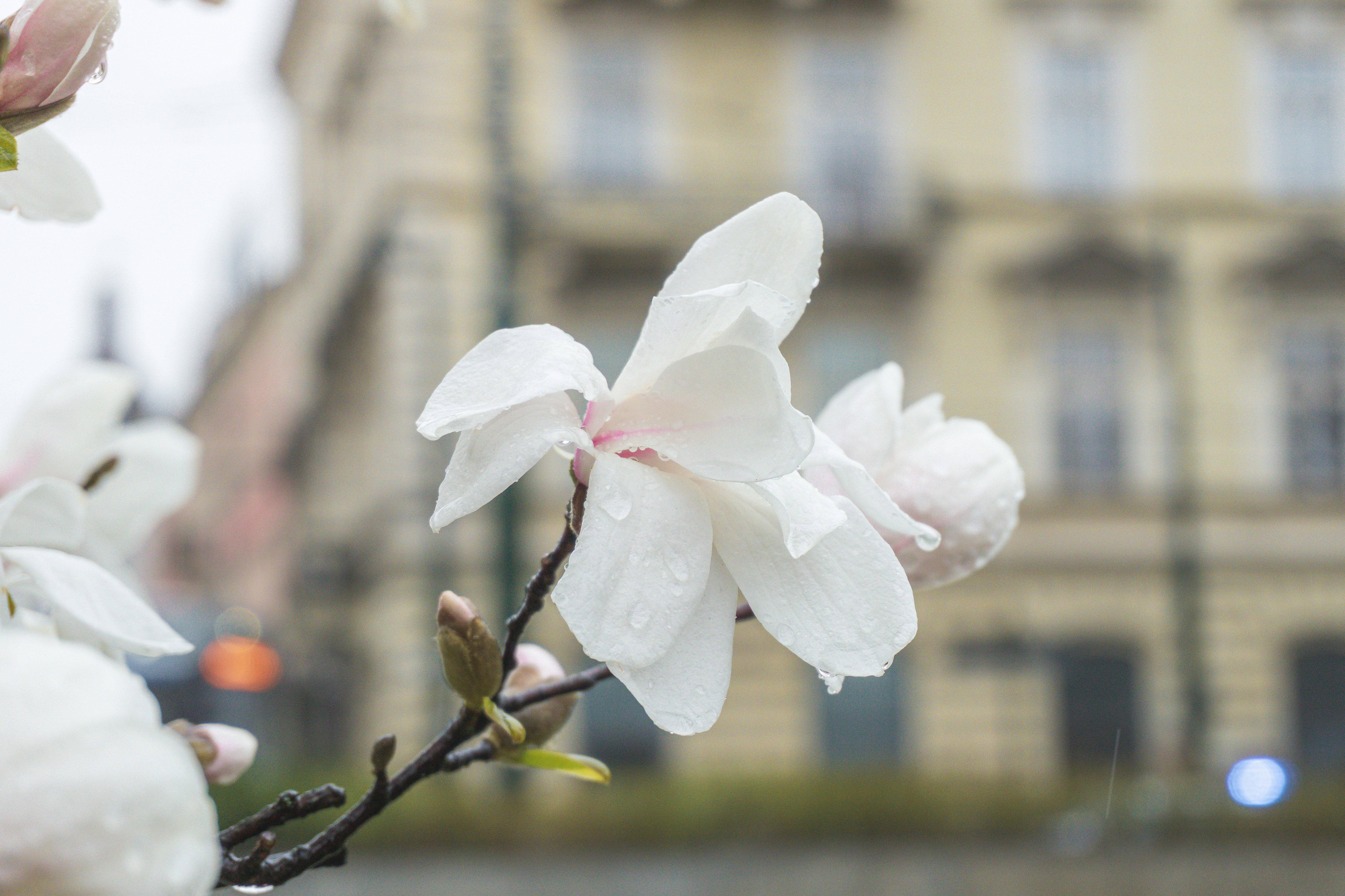 Blossom in Focus: Delicate White Petals Against a Blurred Urban Backdrop