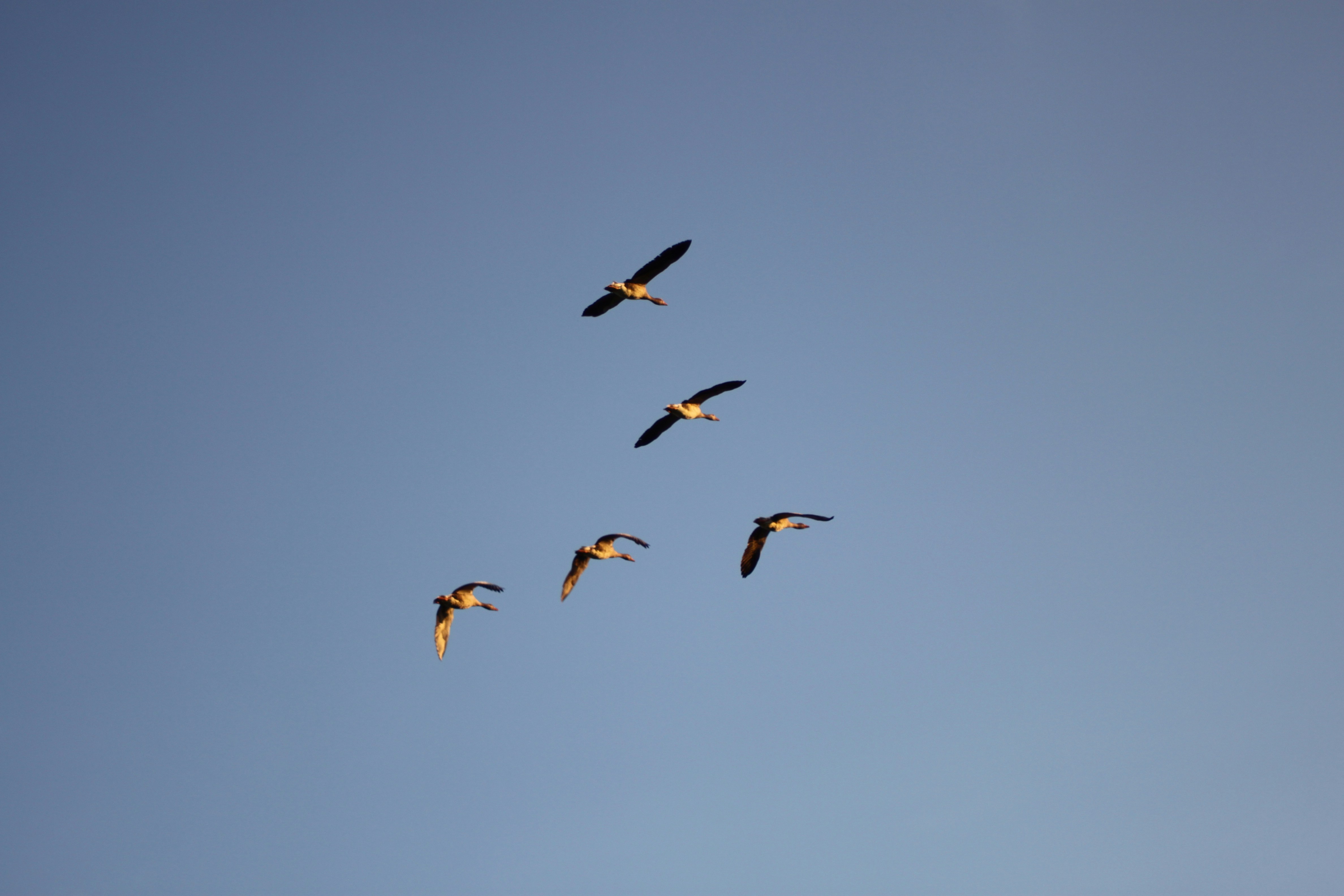 Five Birds in Silent Ascent Across Blue Sky