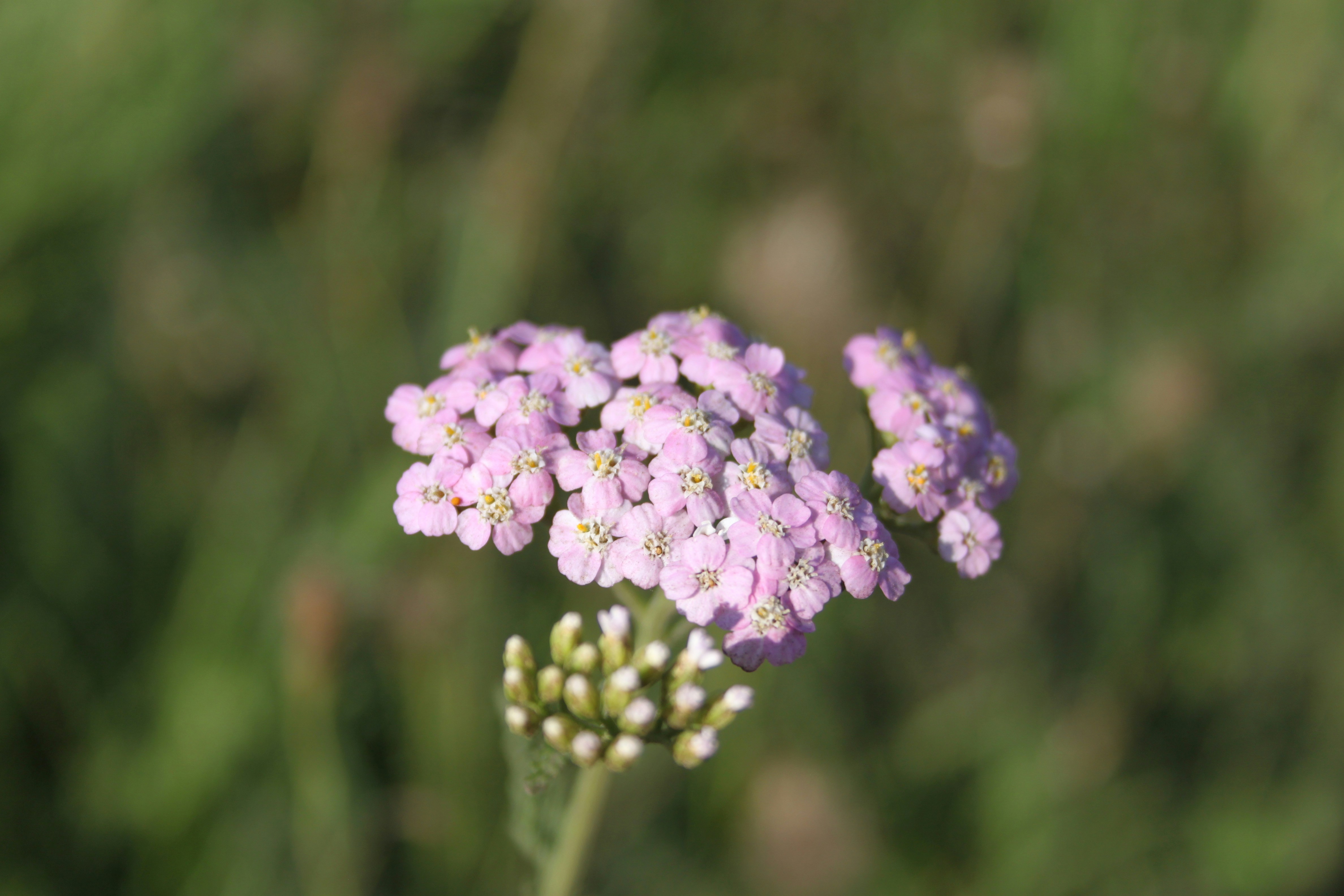 Soft-focus Prairie Bloom: A Pink Lace of Wildflowers