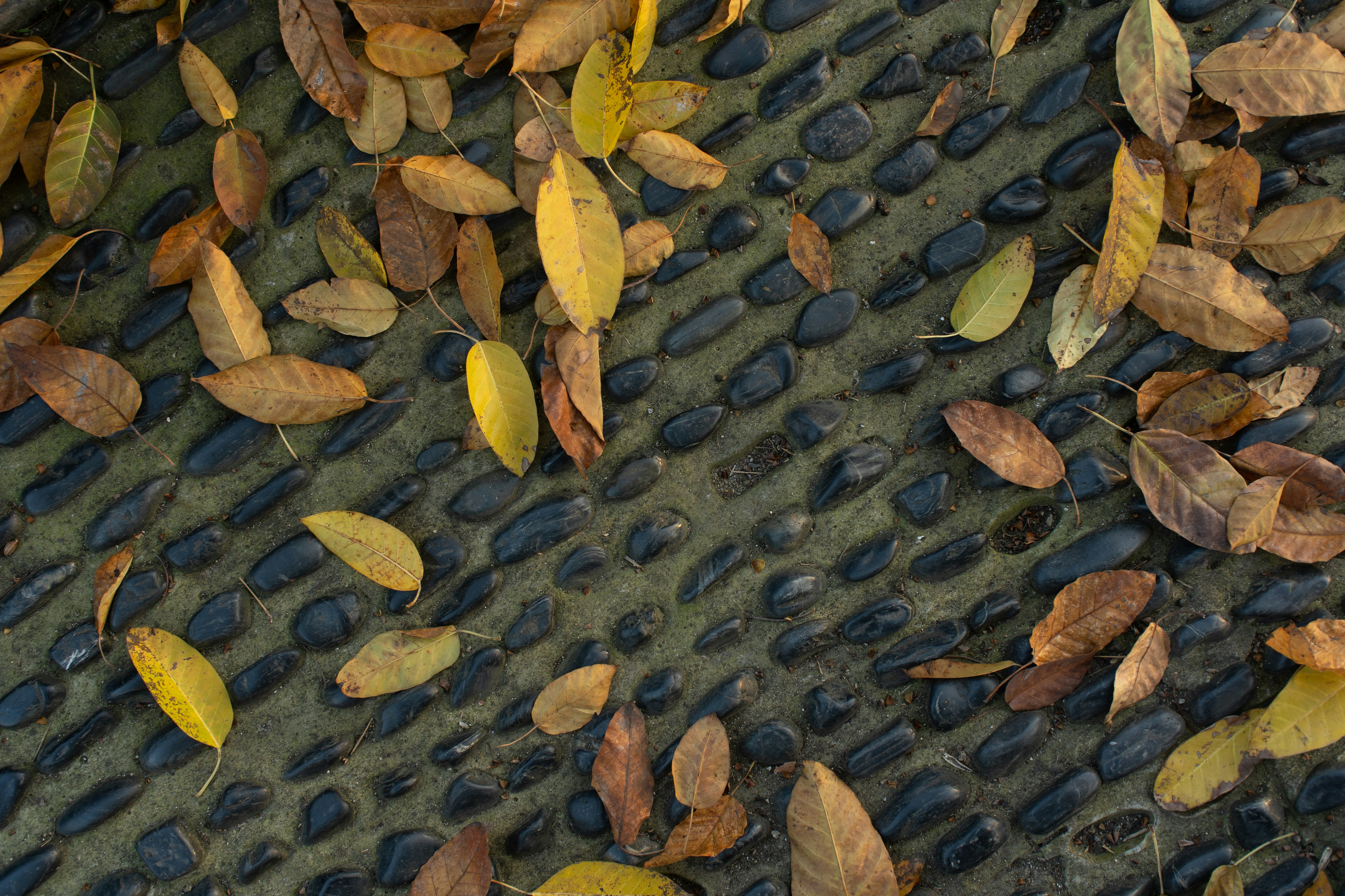 Autumn Leaves Scatter Across a Textured Cobblestone Surface