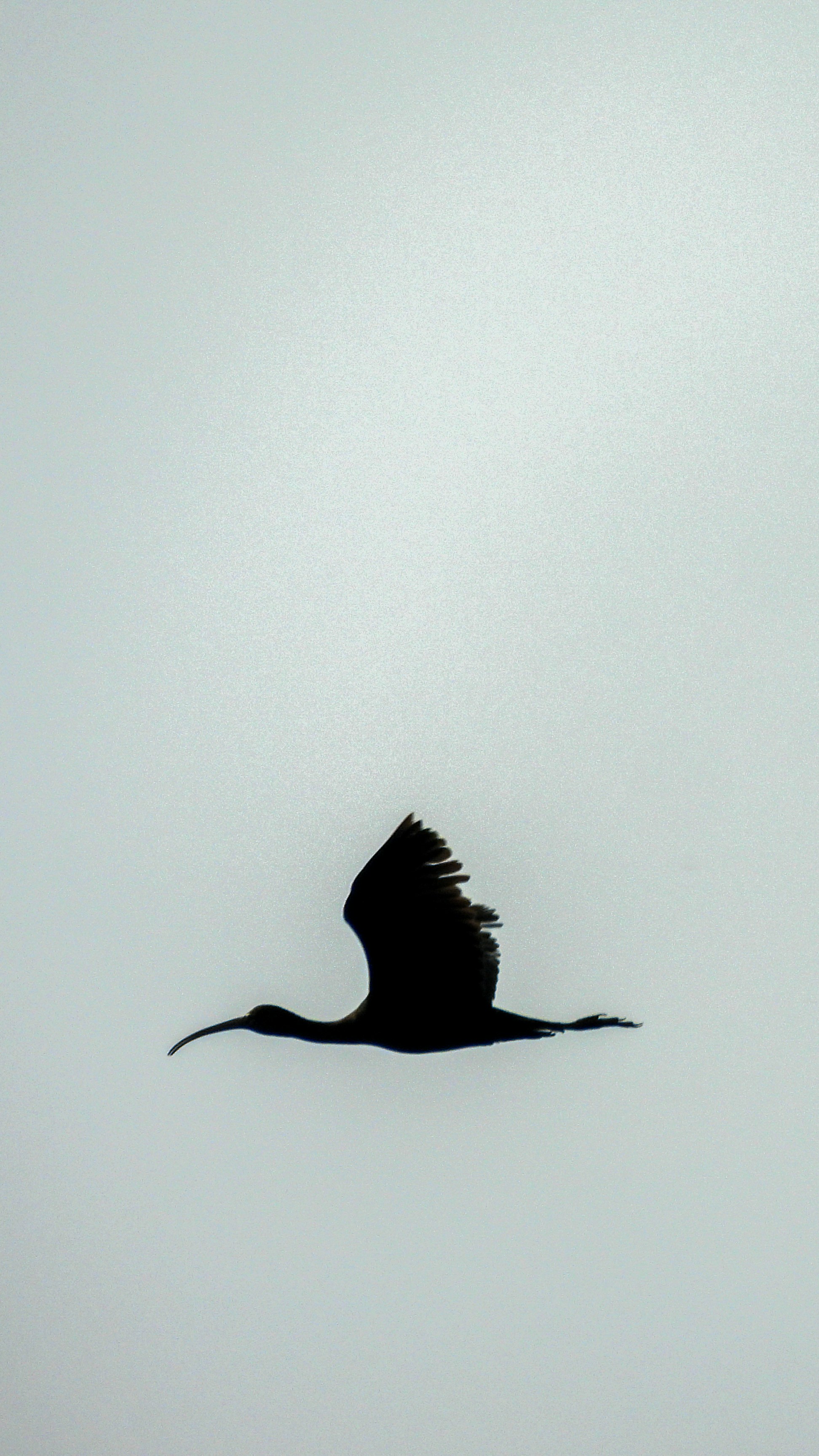 Soaring Silhouette: A Crane in Quiet Flight