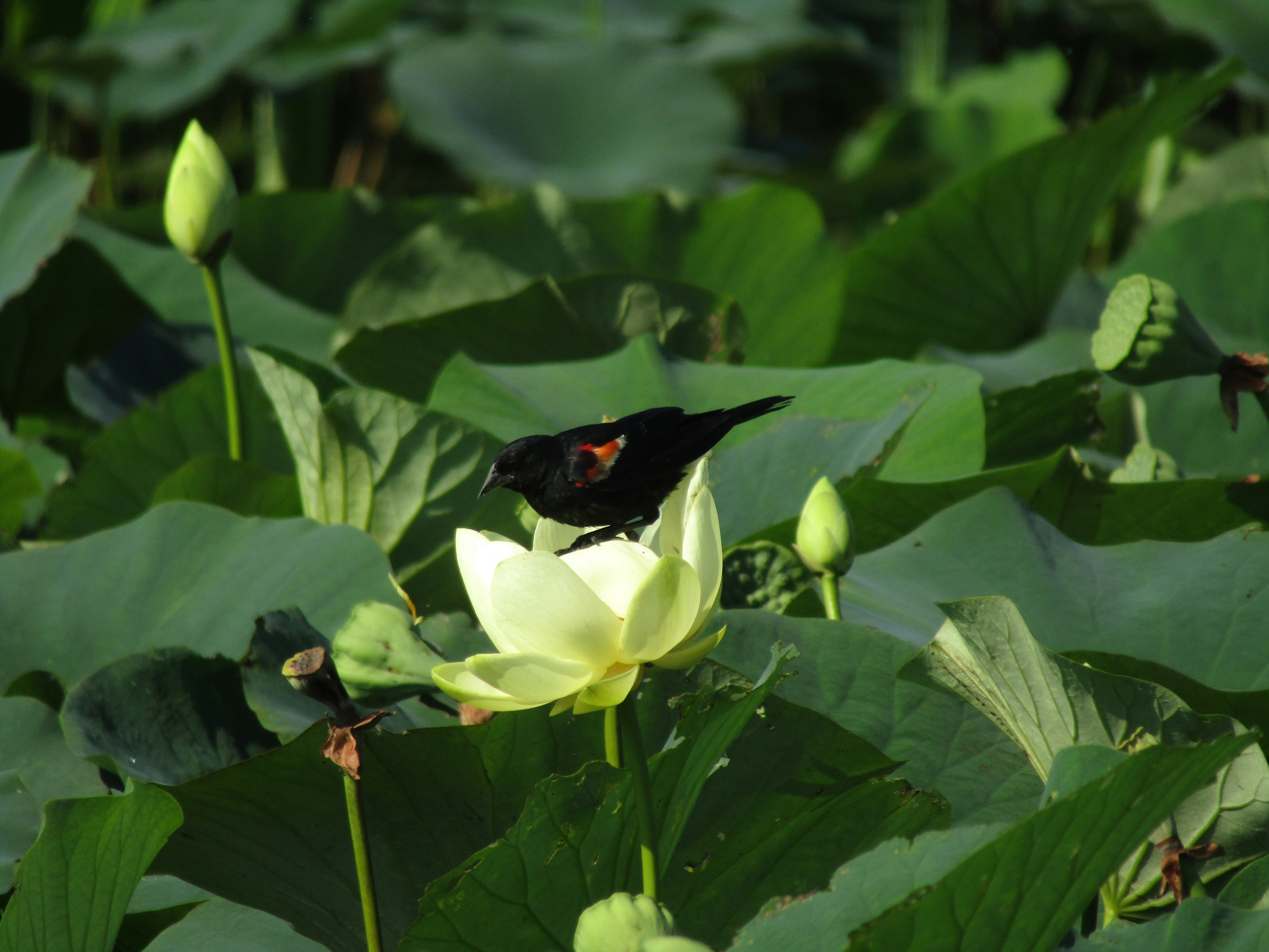 Black Sunbird Perched on a Cream Lotus Bloom