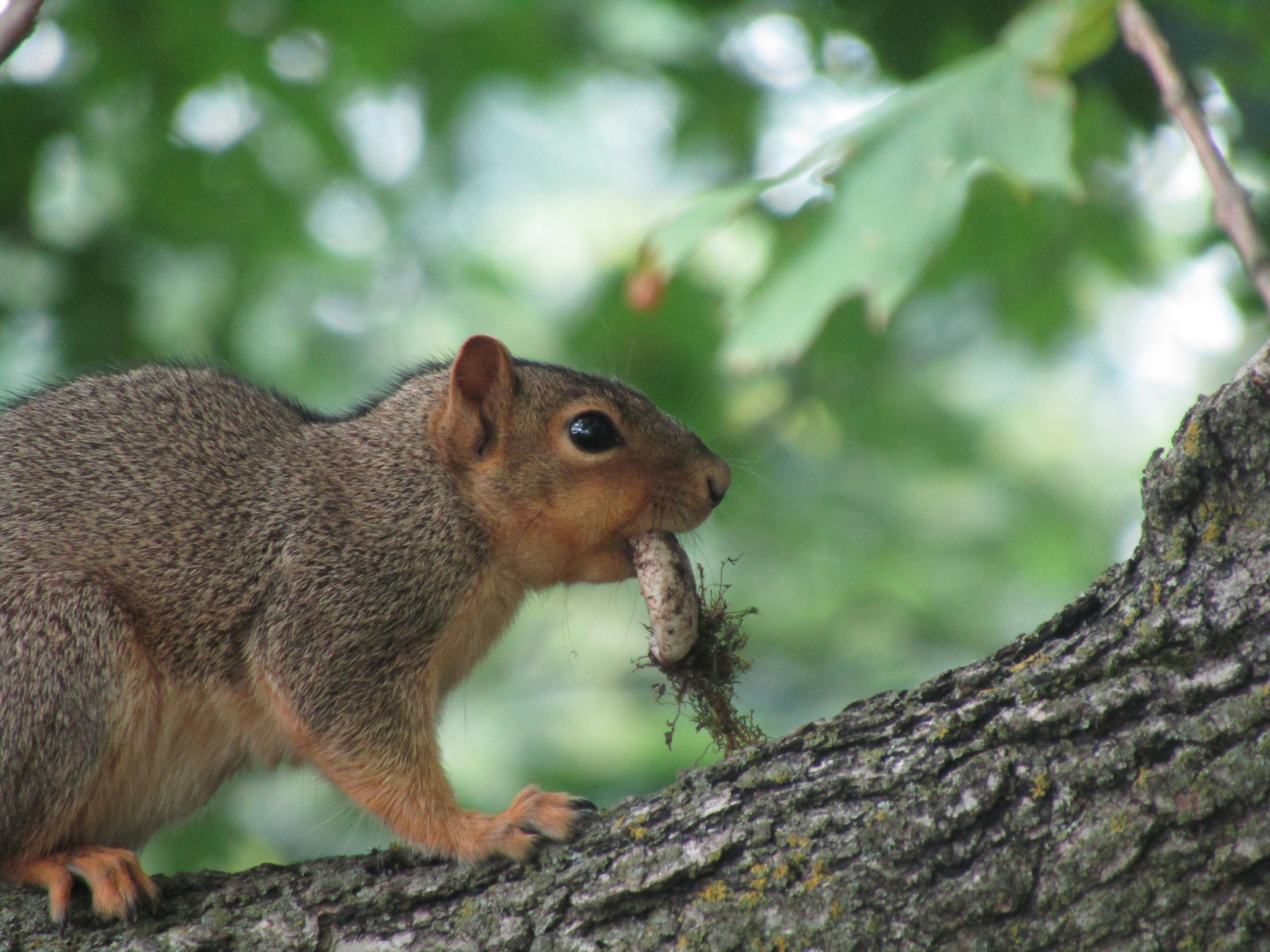 Squirrel on a Tree Trunk with Nutritive Snack