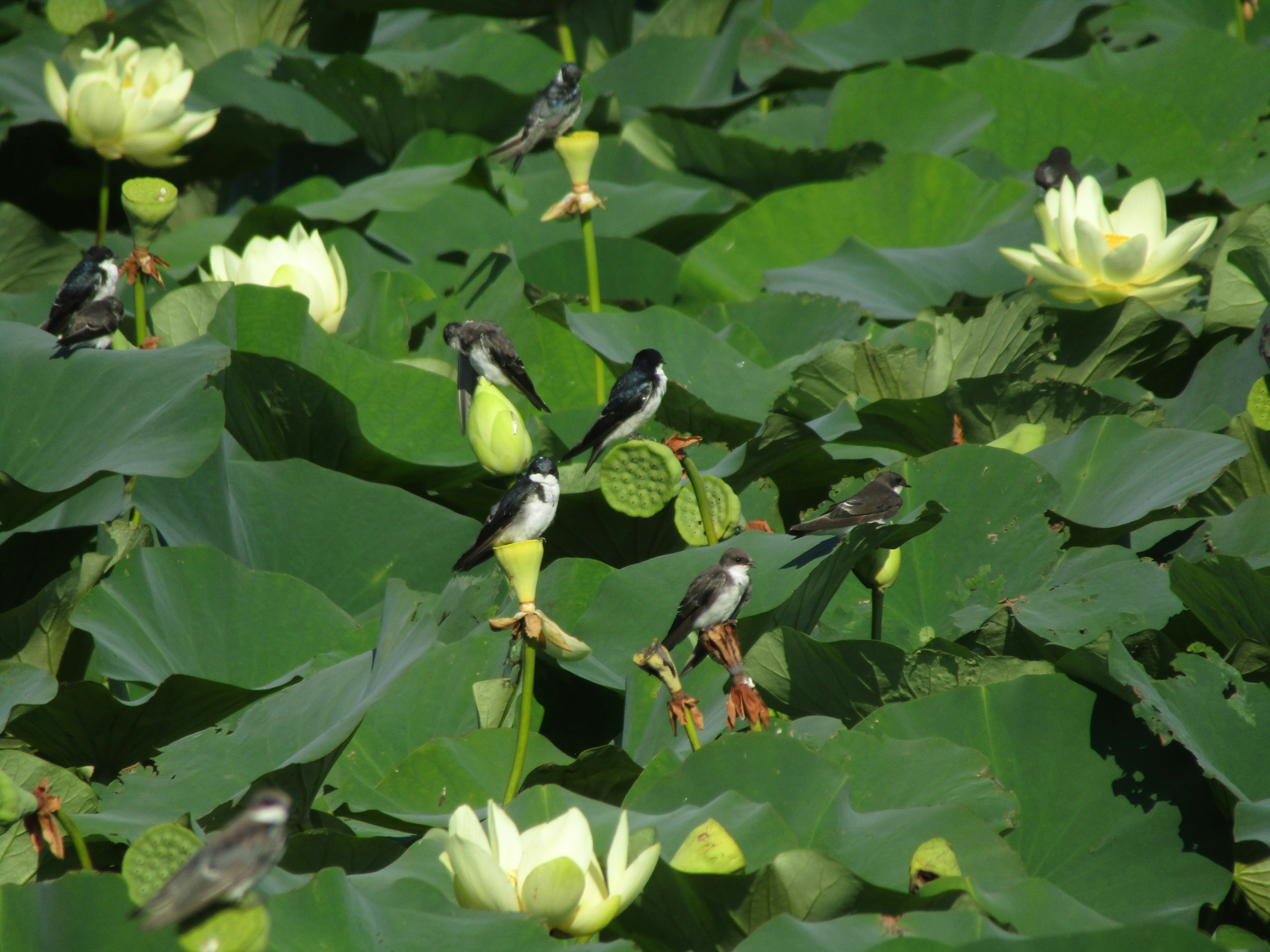 Small Swallows, Big Lotus Patch