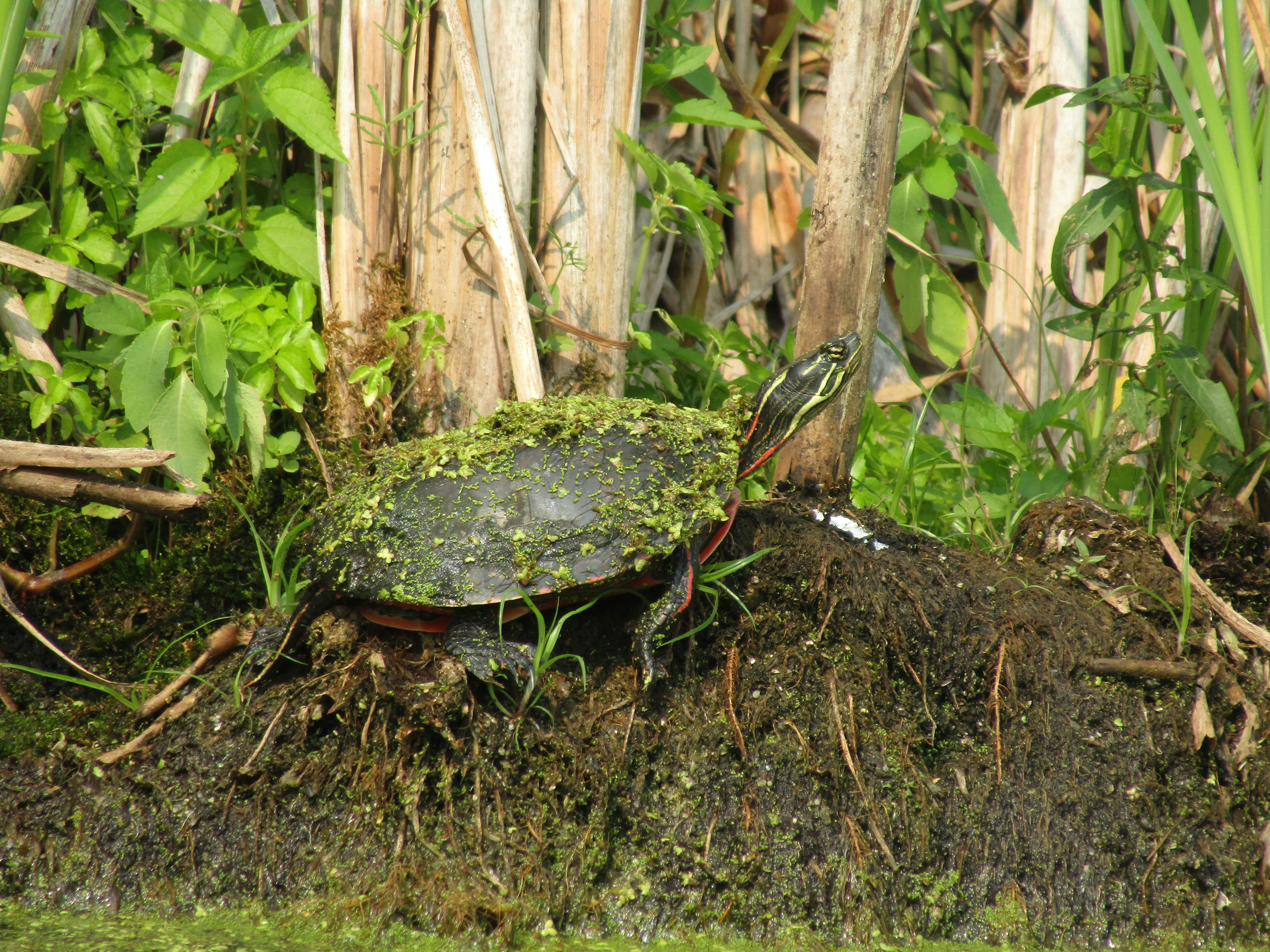 Emerald-Scaled Turtle on a Mossy Riverbank