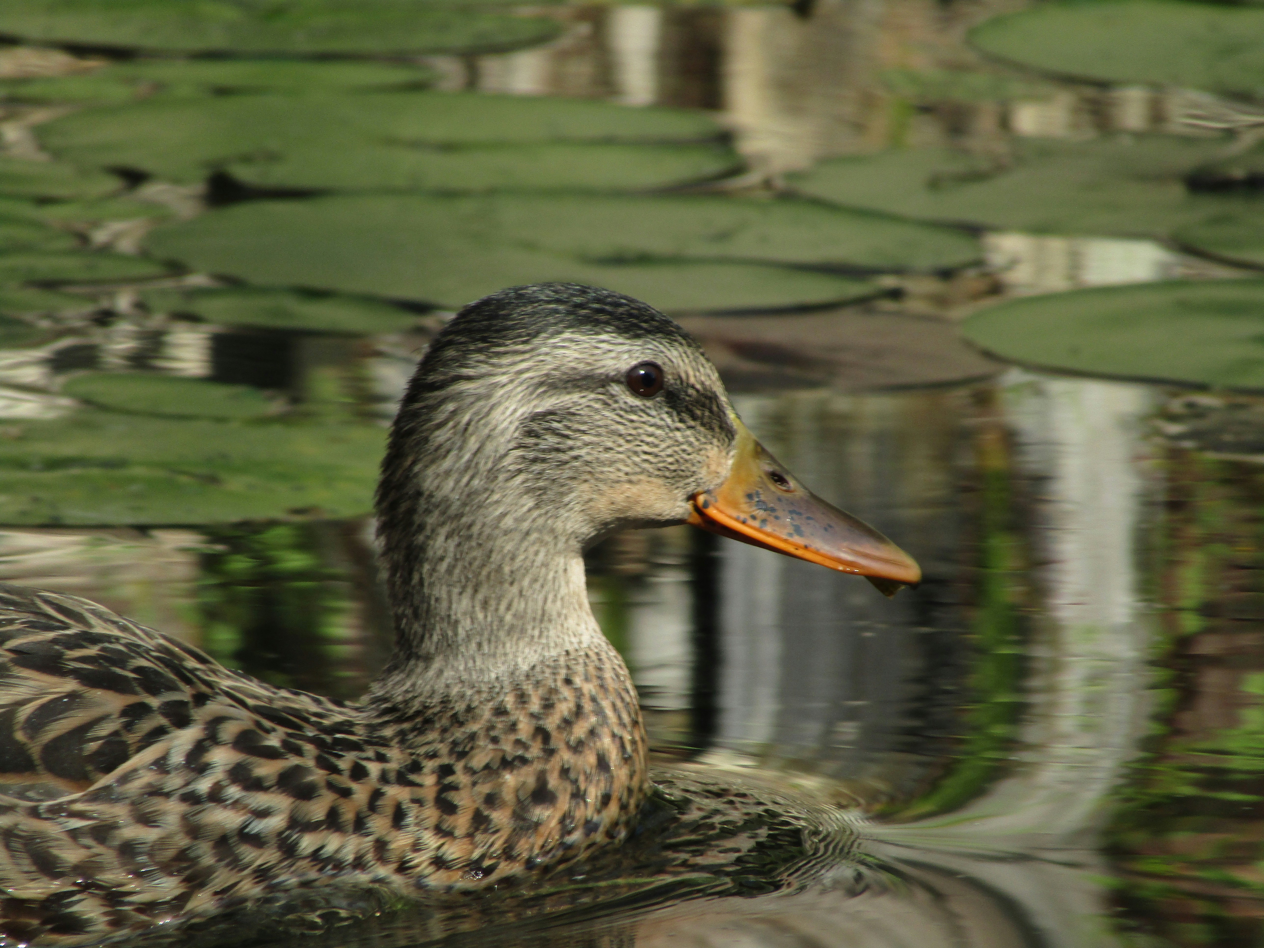 Focused Gaze: A Mallard Drifts Through Reflections