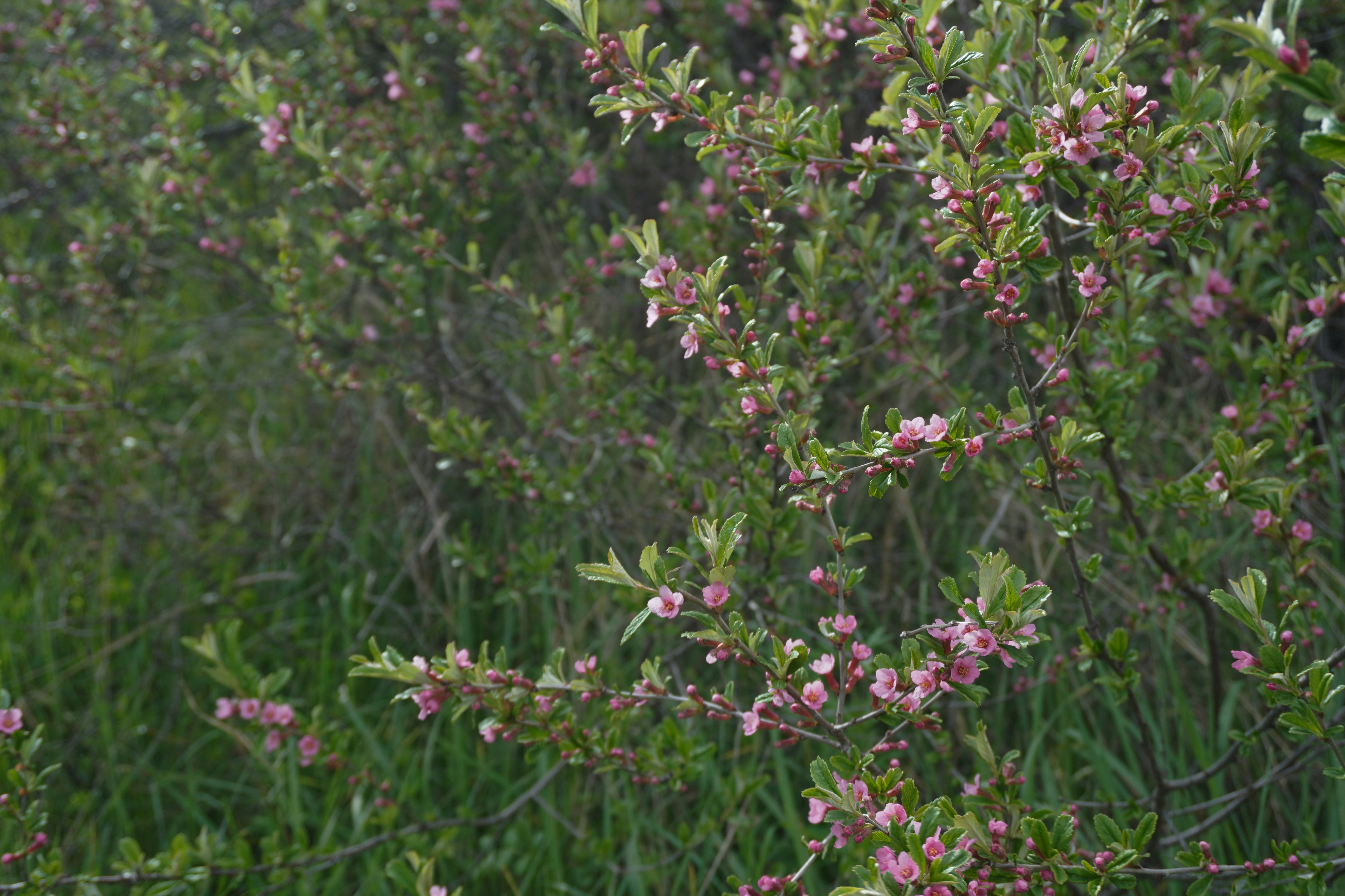Blossoming Brush: Pink Buds Illuminating a Quiet Thicket