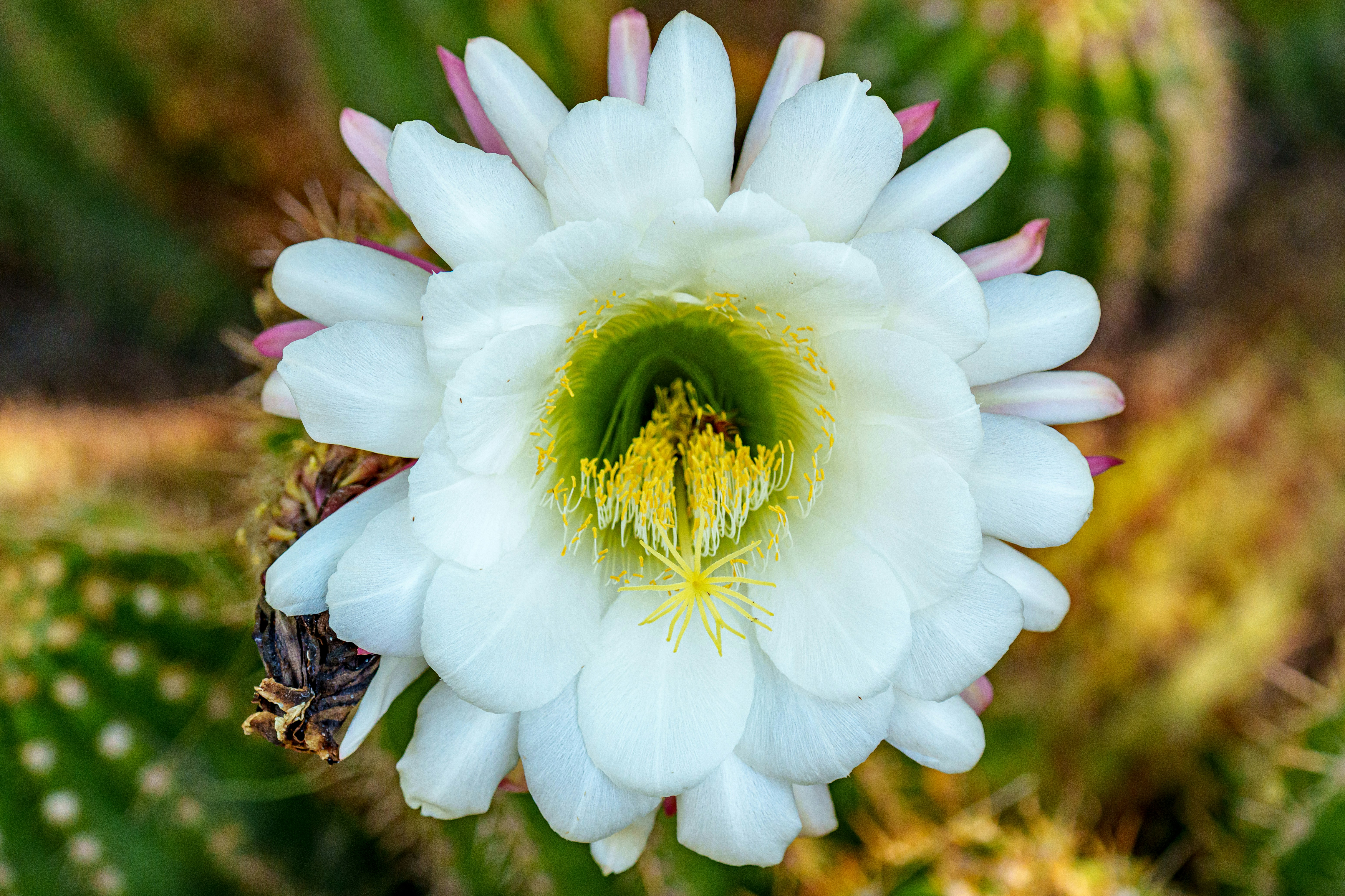 Center Bloom: A White Cactus Flower Framed by Green Thorns