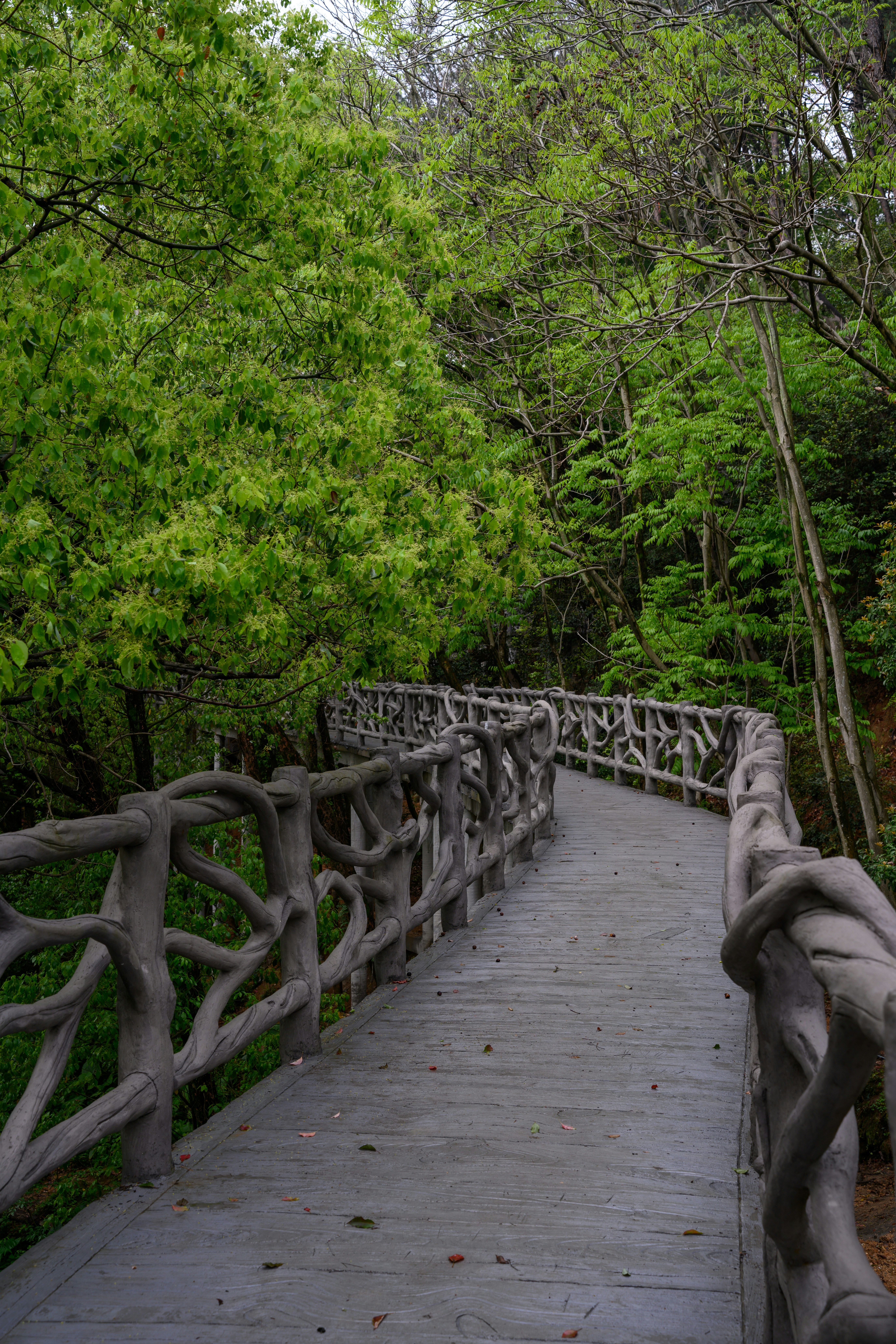 Walkway Through the Green Corridor