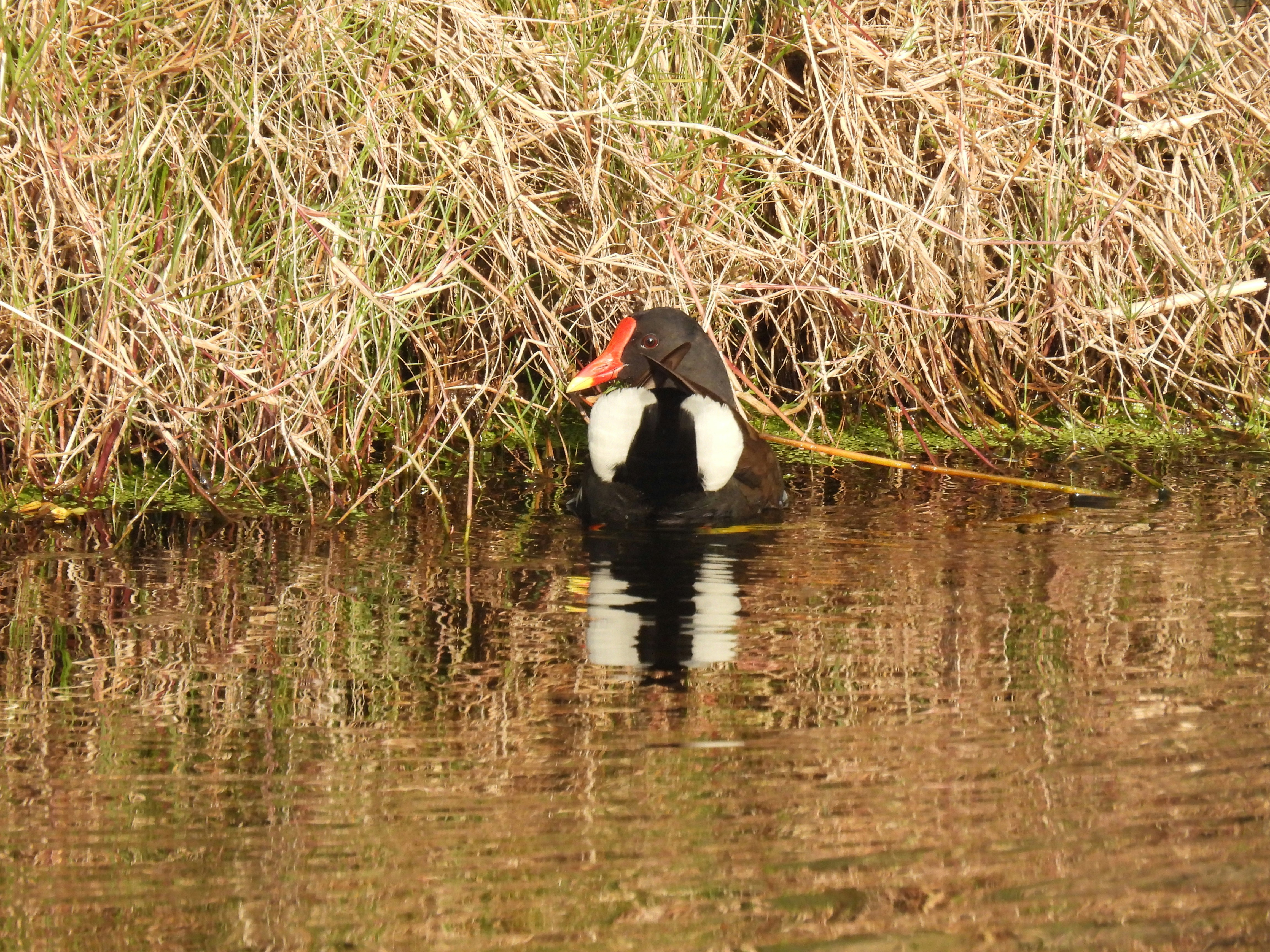Red-billed Moorhen Emerges from Reeds in Pond Mirror
