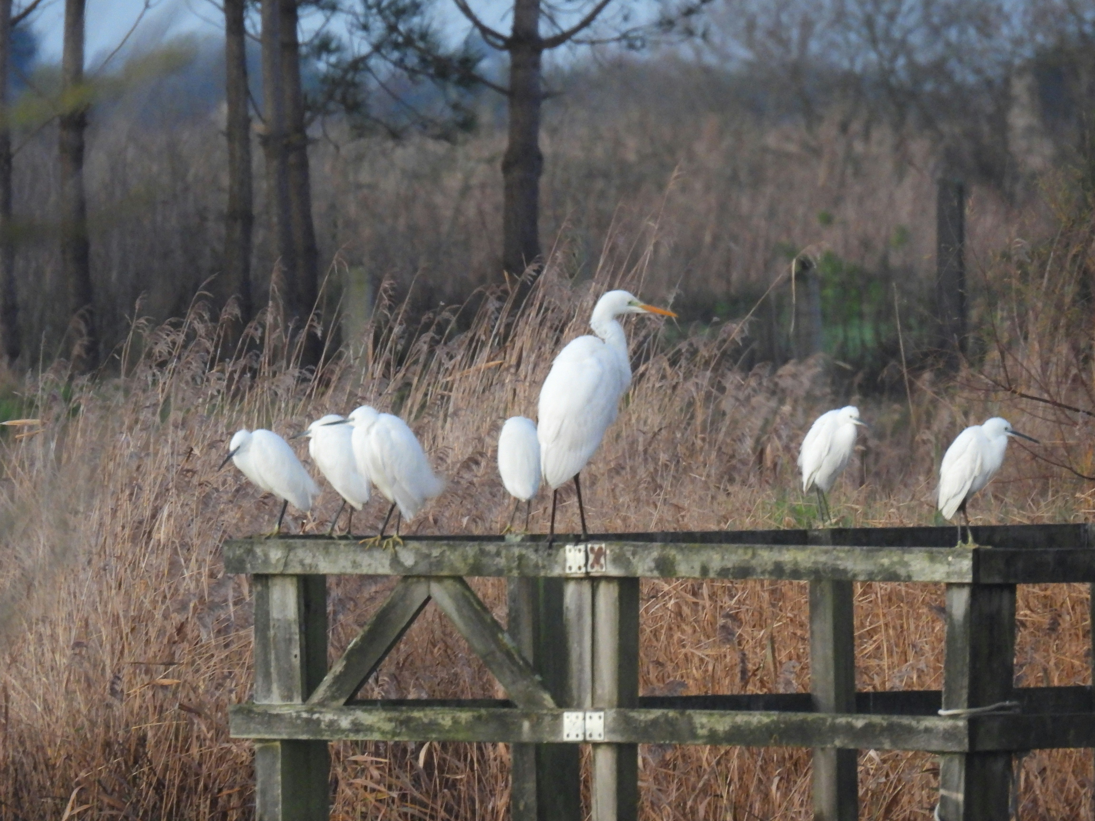 Heron Choir on a Weathered No-Trespass Rail