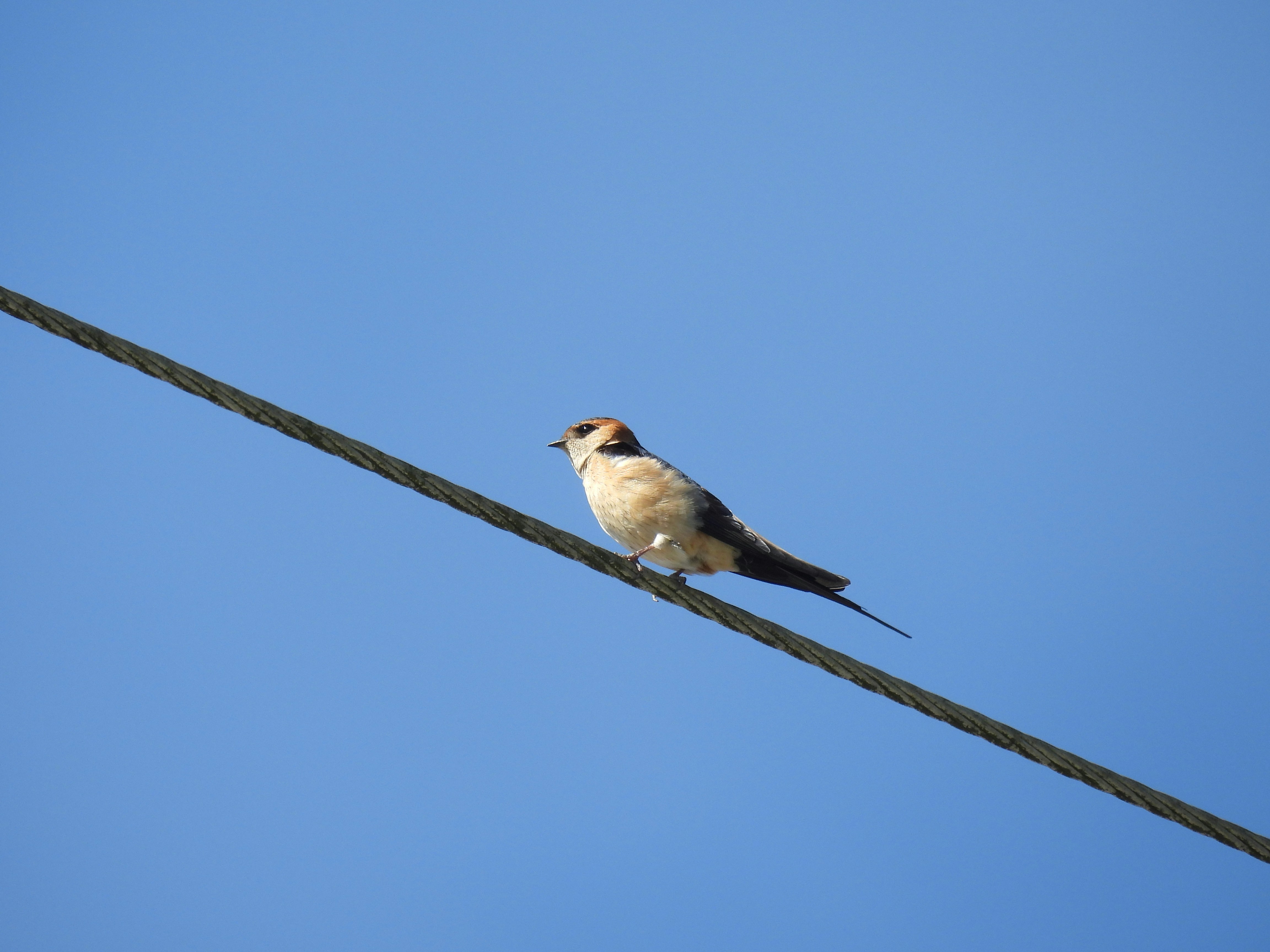 On a Thin Wire: A Small Bird in the Wide Expanse