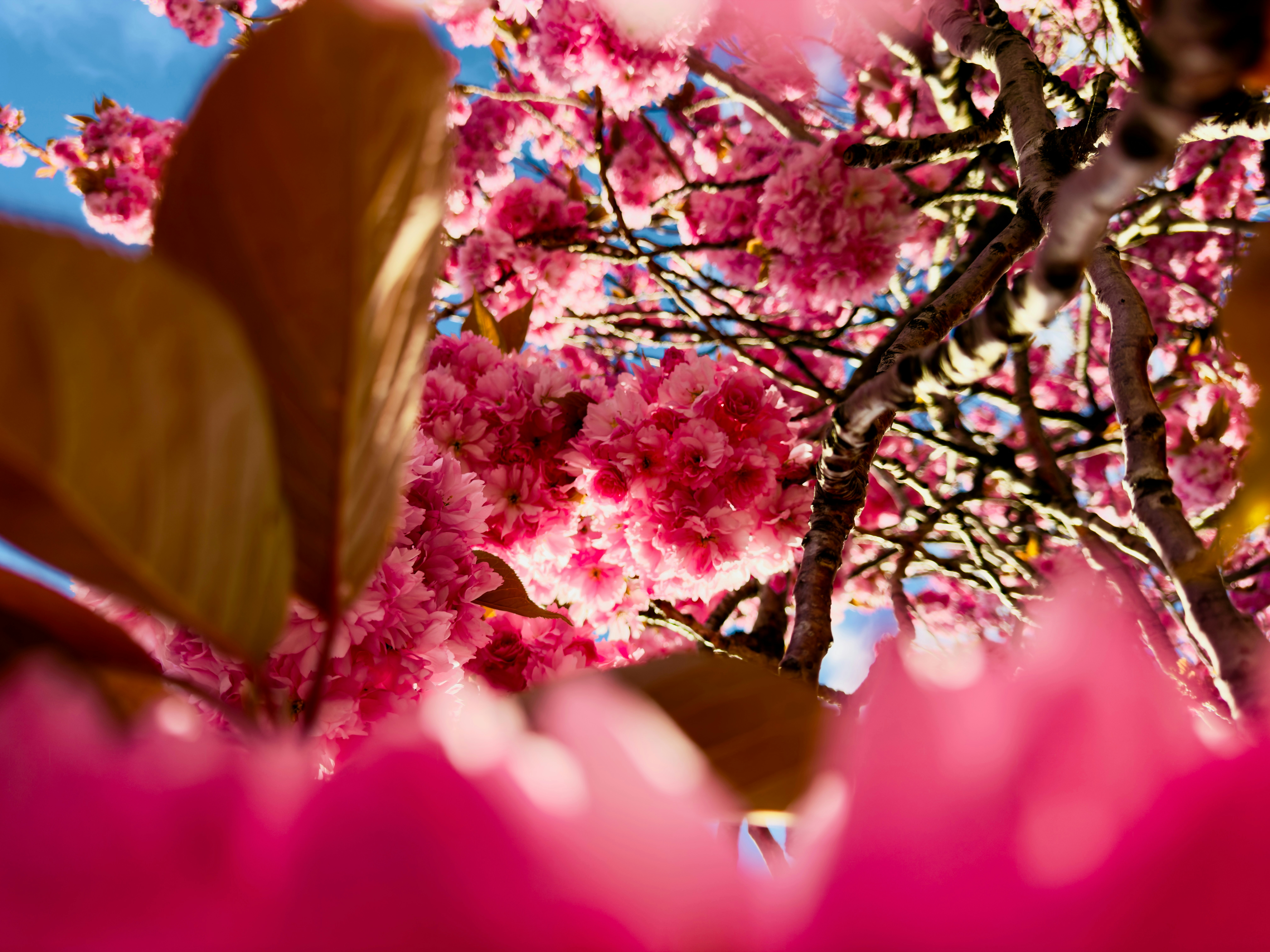 Pink cherry blossoms bloom against a blue sky