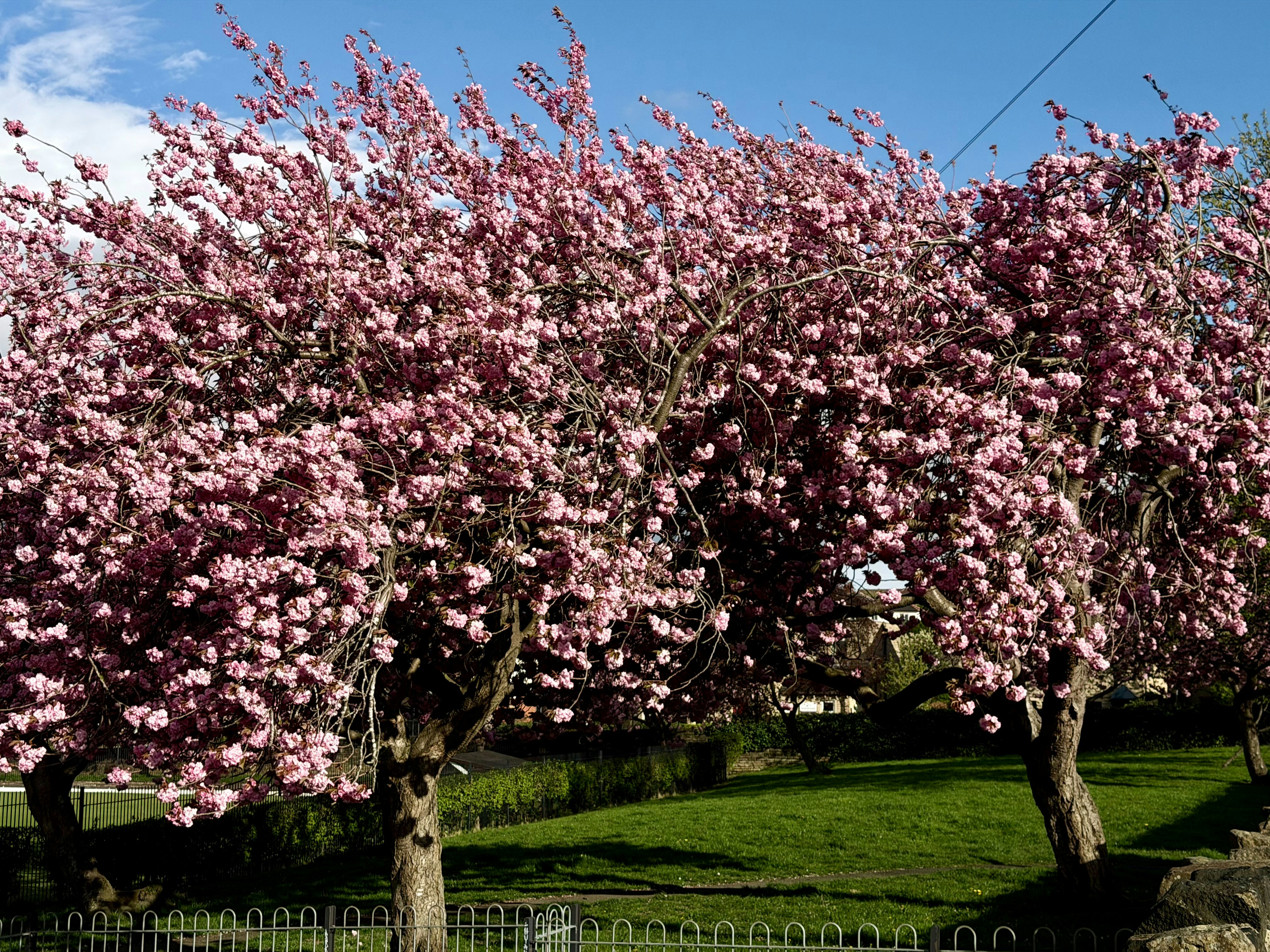 Blossom Canopy Over a Tranquil Park