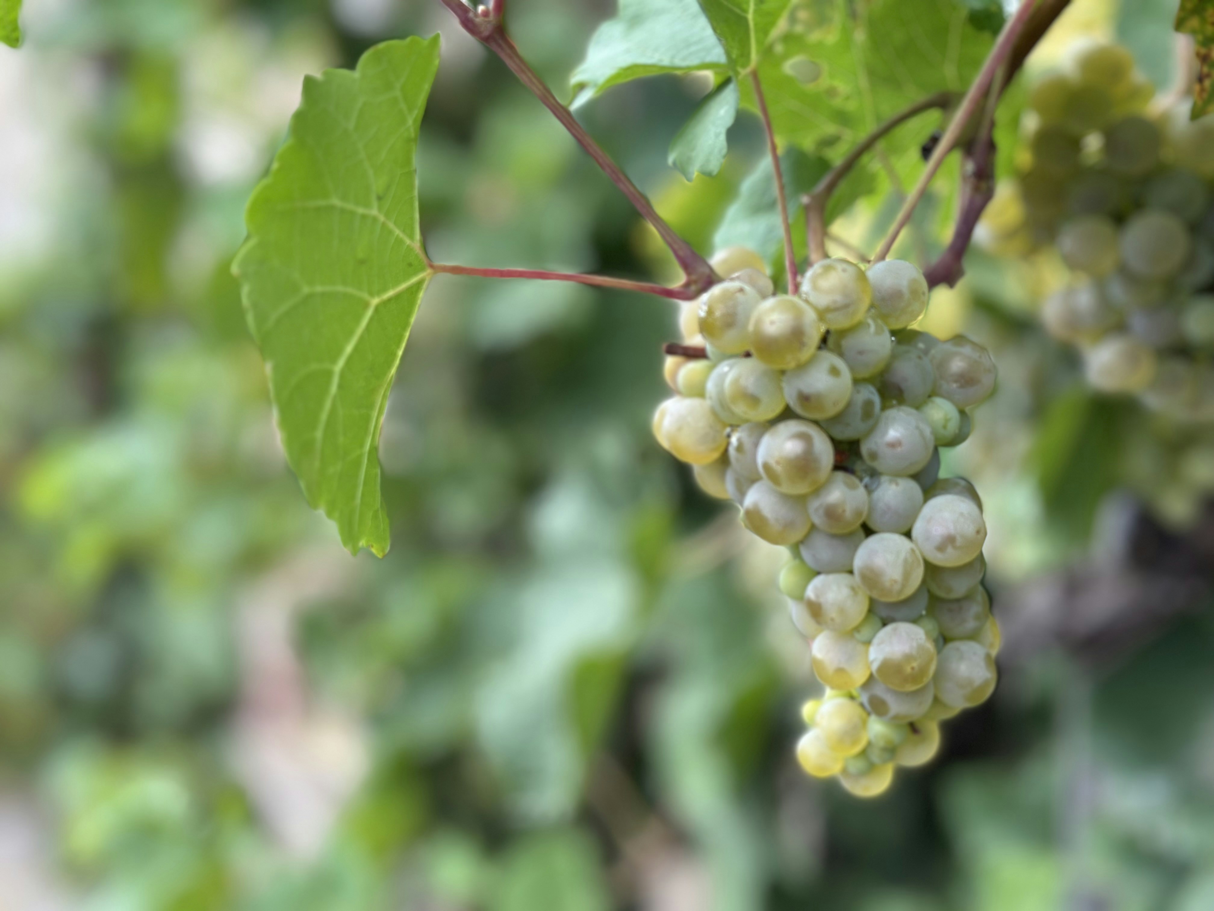 Cluster of ripening grapes under sunlit vineyard canopy
