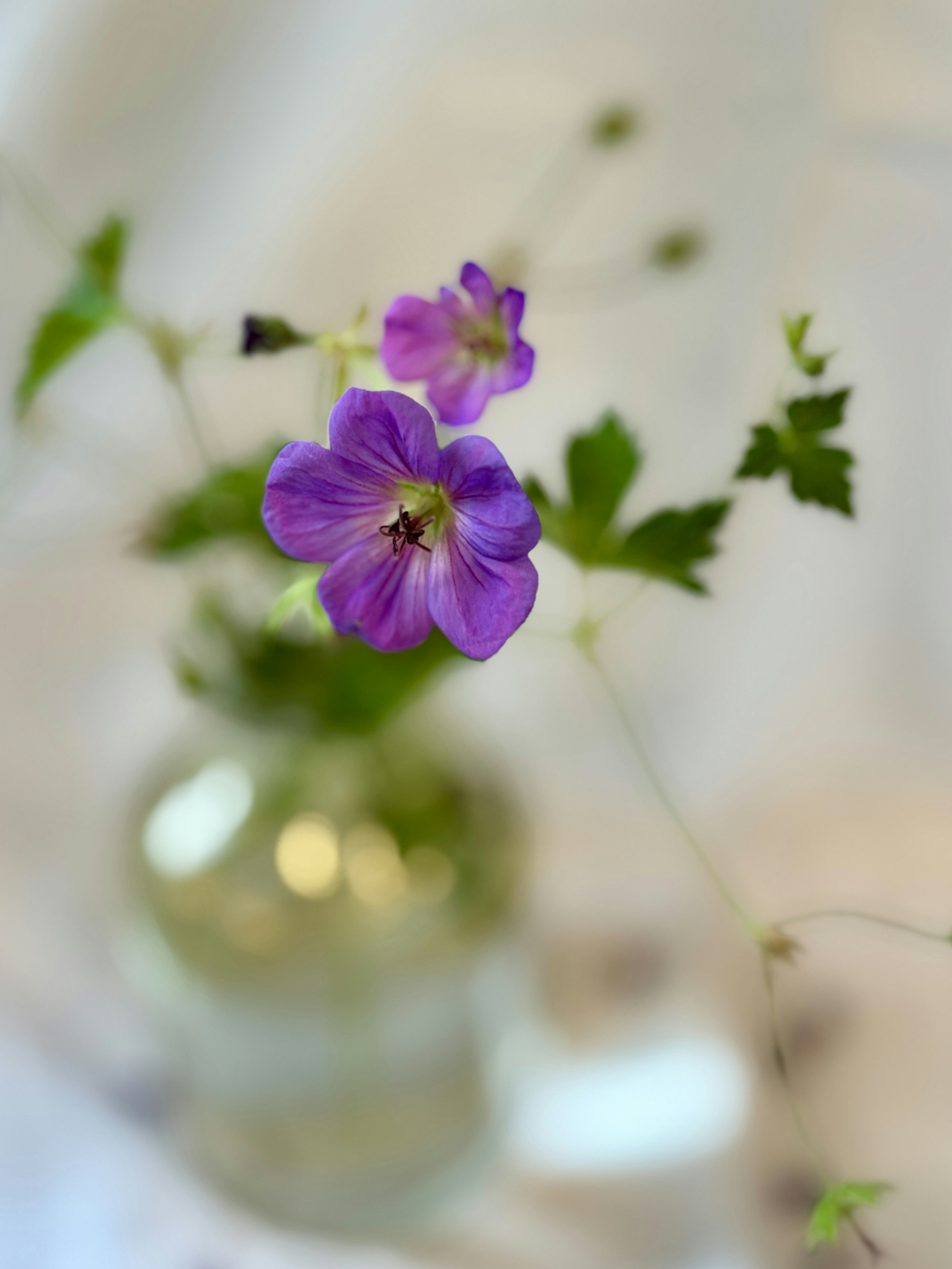Purple bloom centered in a glass vase with trailing vines