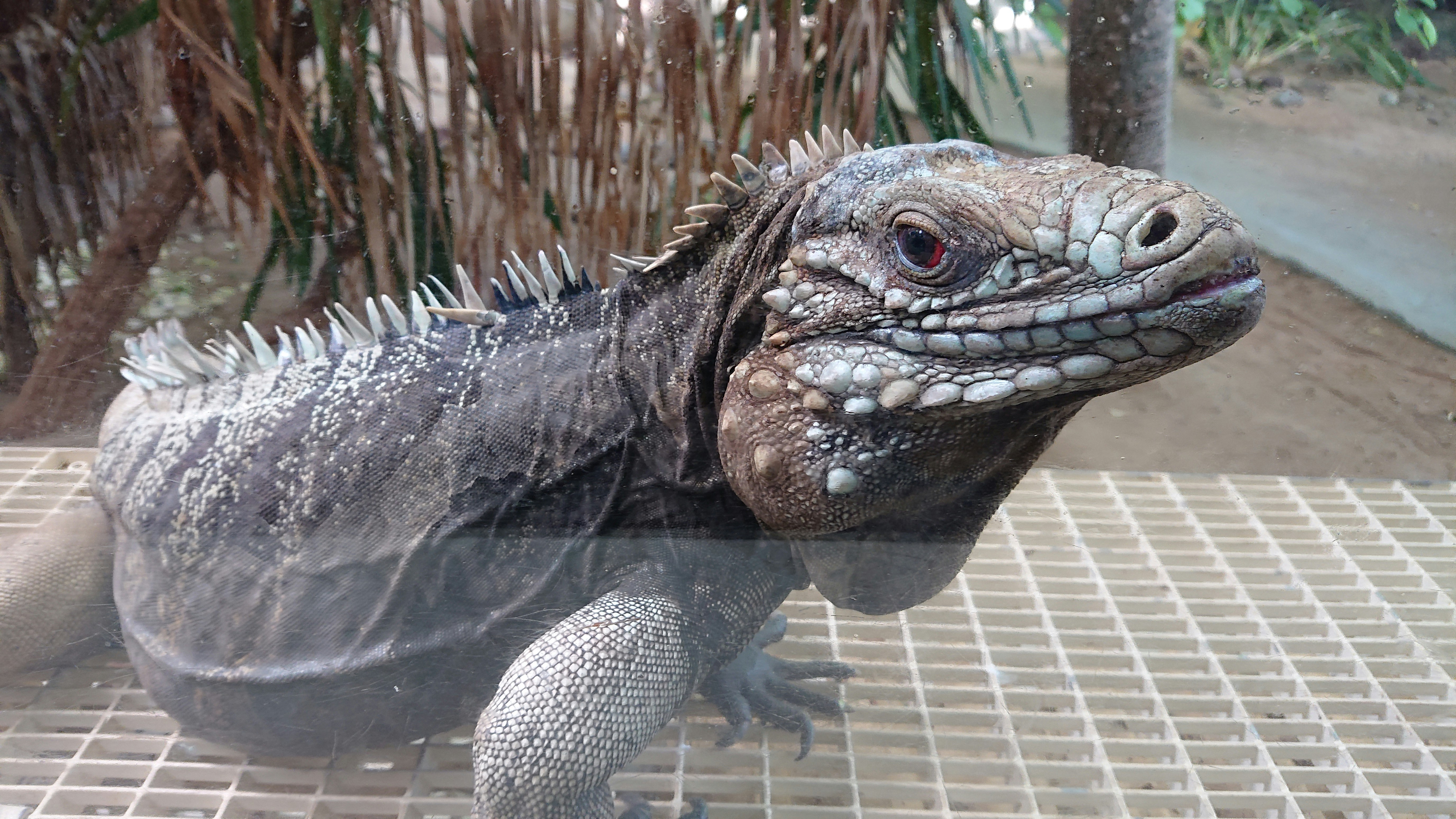 Close-up of a Spiny Iguana on a Decorative Grid