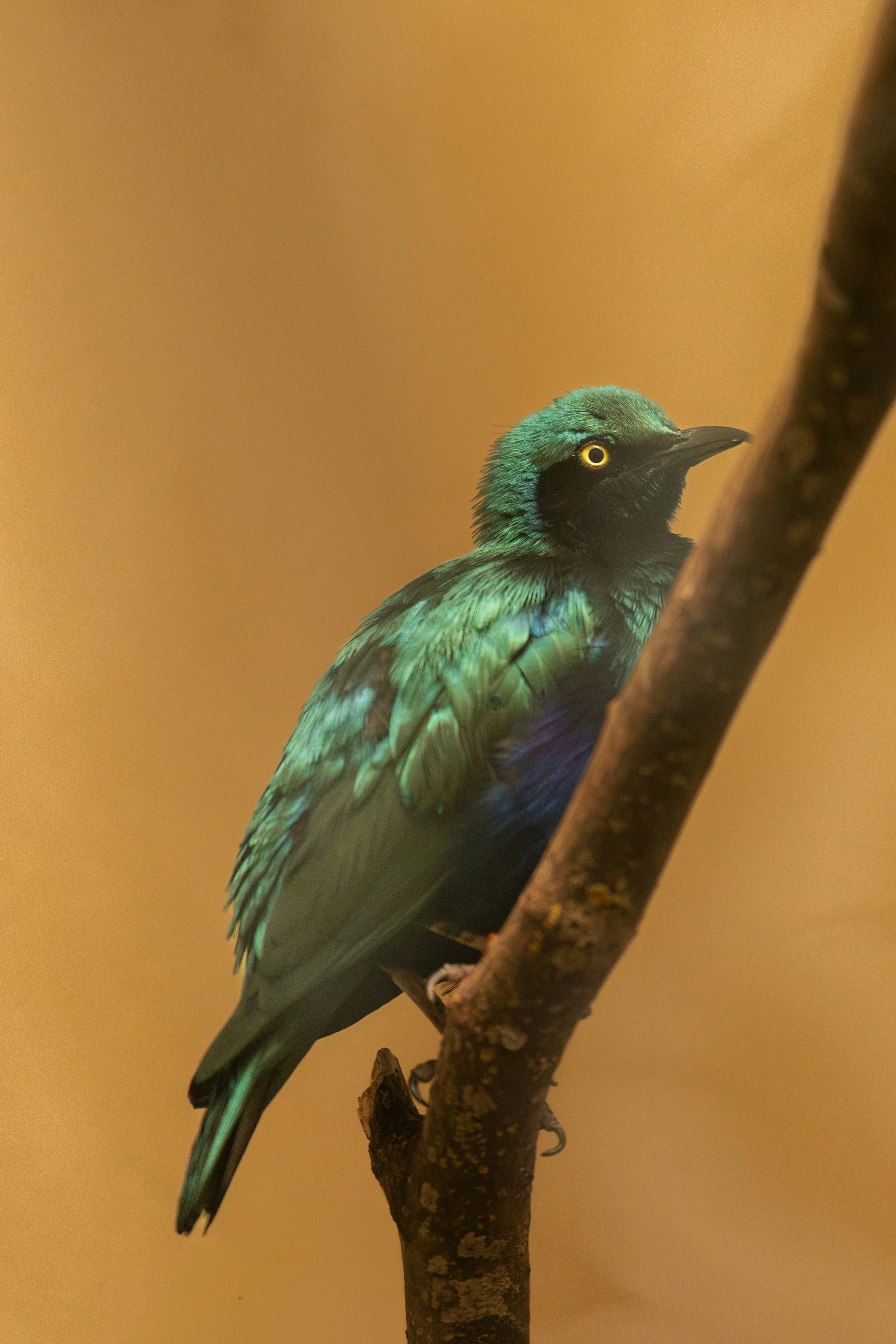 Emerald Kingfisher on a Sunlit Branch