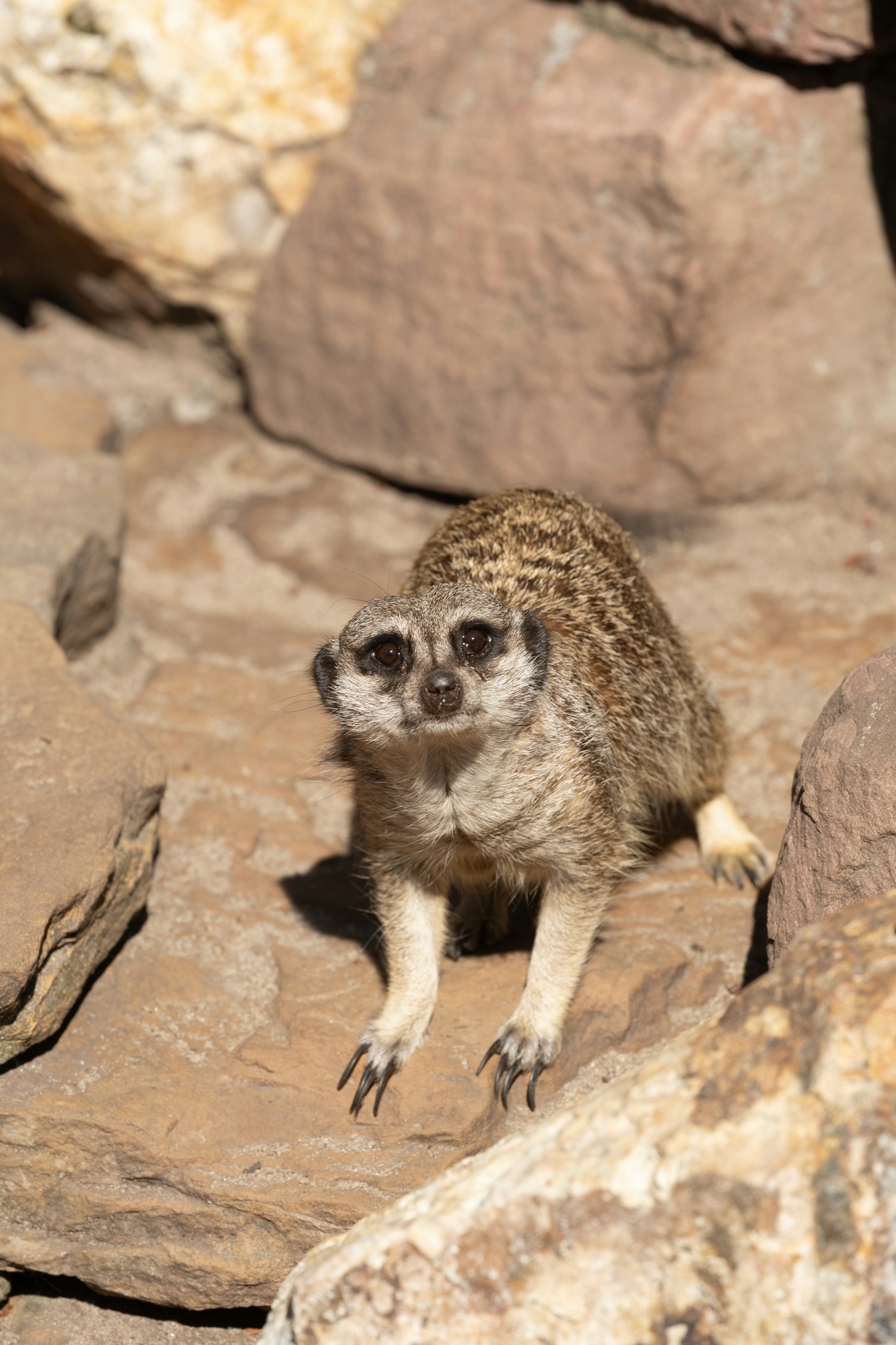 Surprise on the Rocks: A Ground-Level Meerkat Emerges