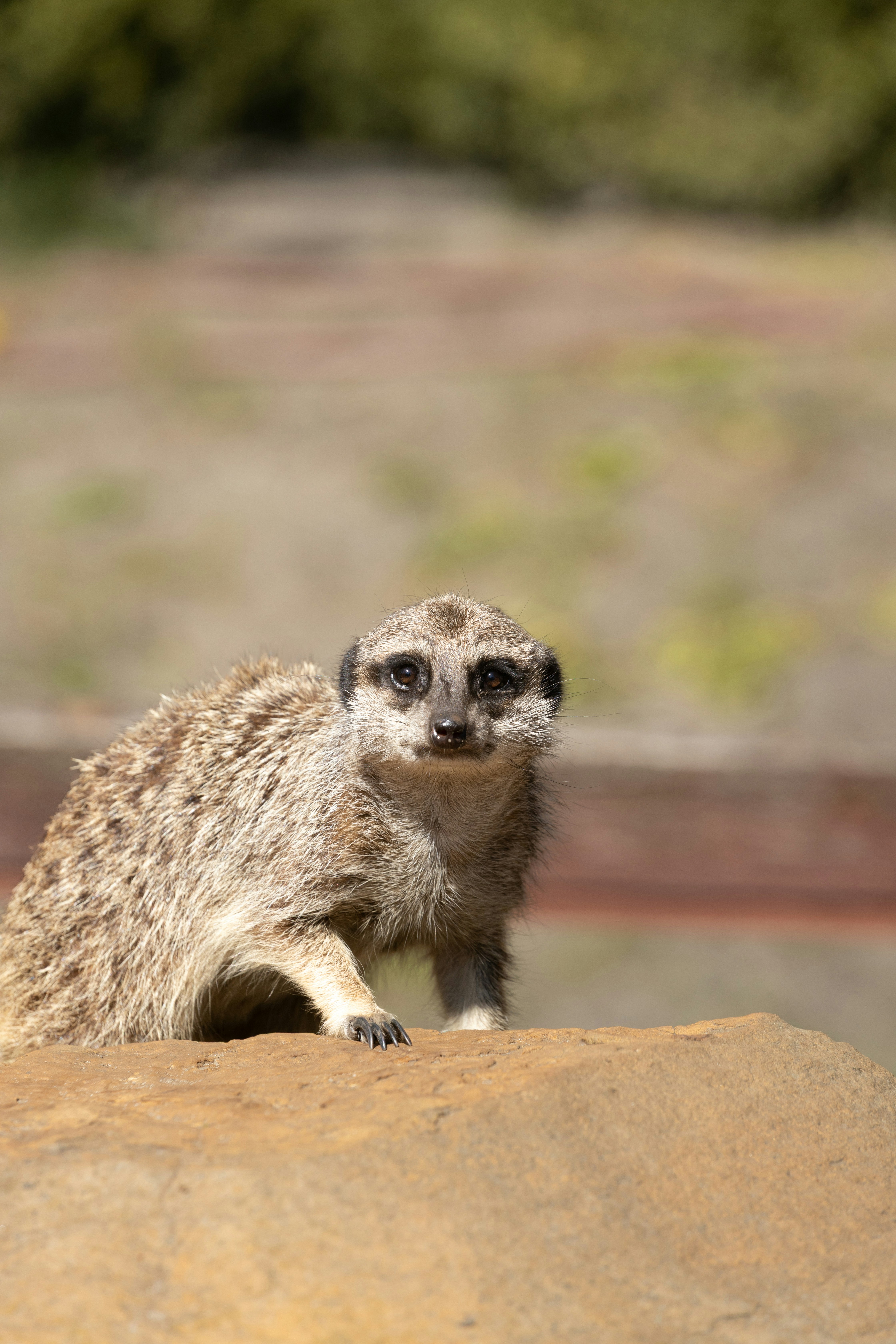 Curious Ground Dweller: Meerkat on a sunlit Rock