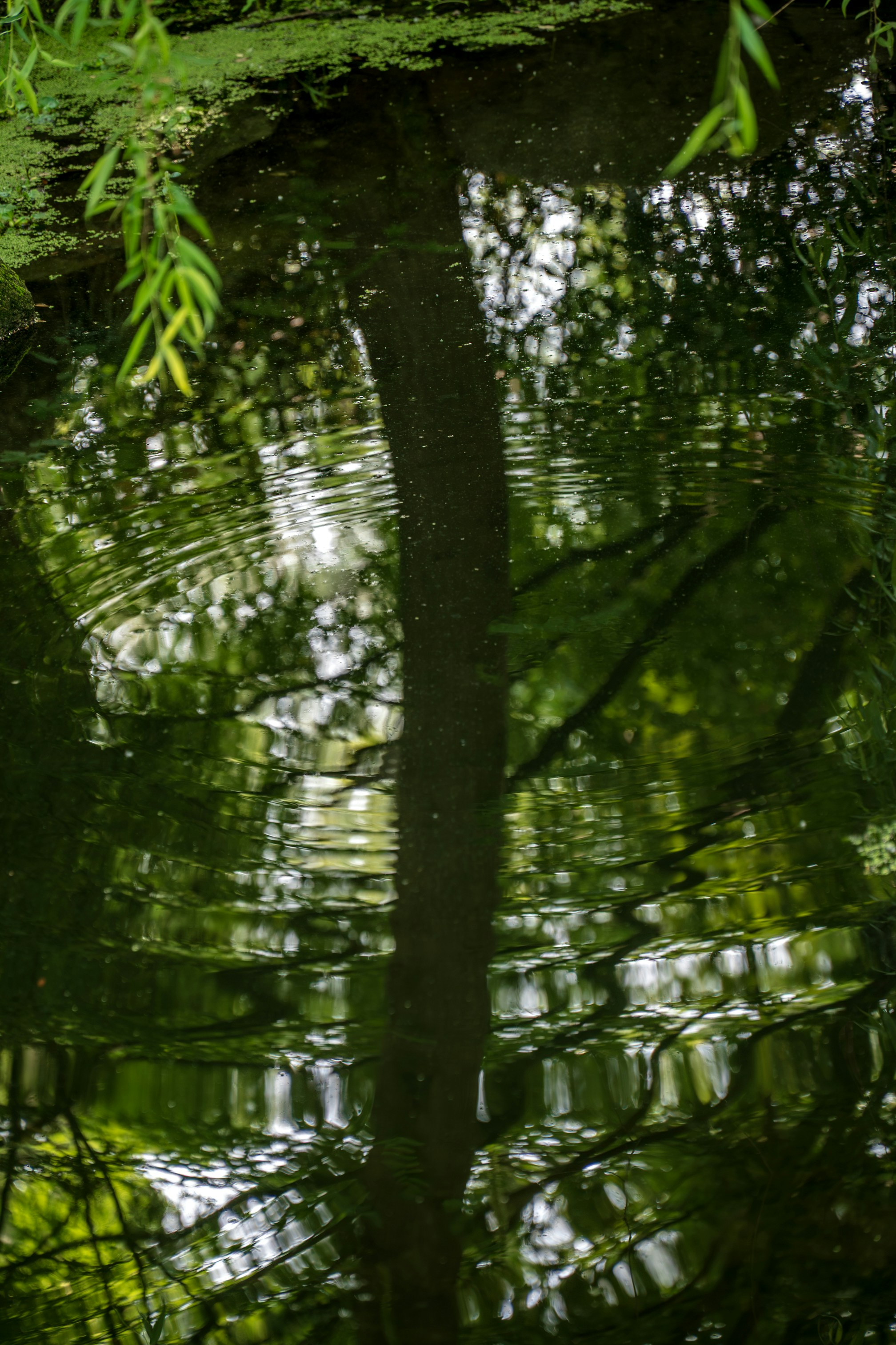 Ripples of a Green Mirror: Reflections in a Quiet Pond