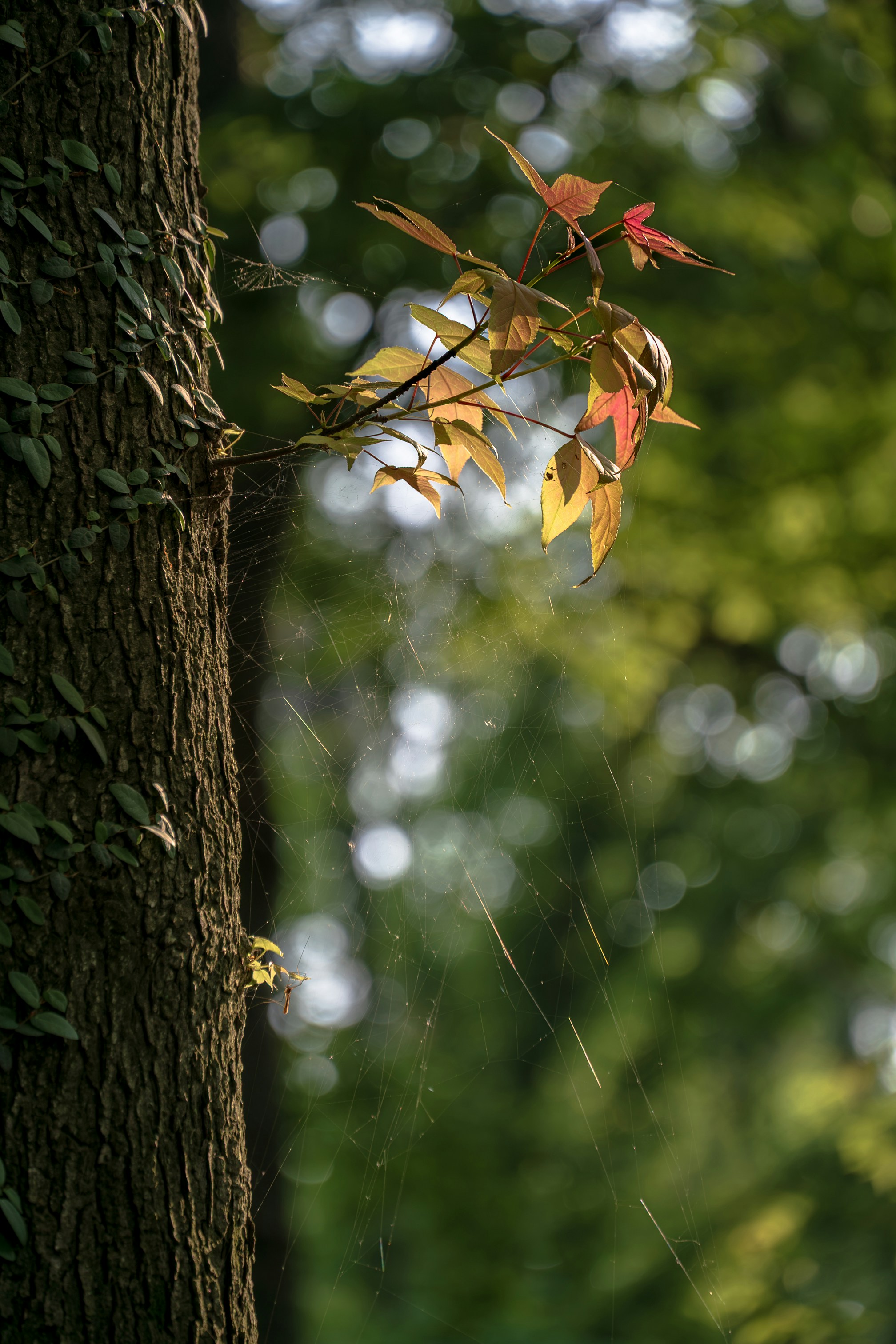 Autumn Leaves on a Spider’s Silk Thread