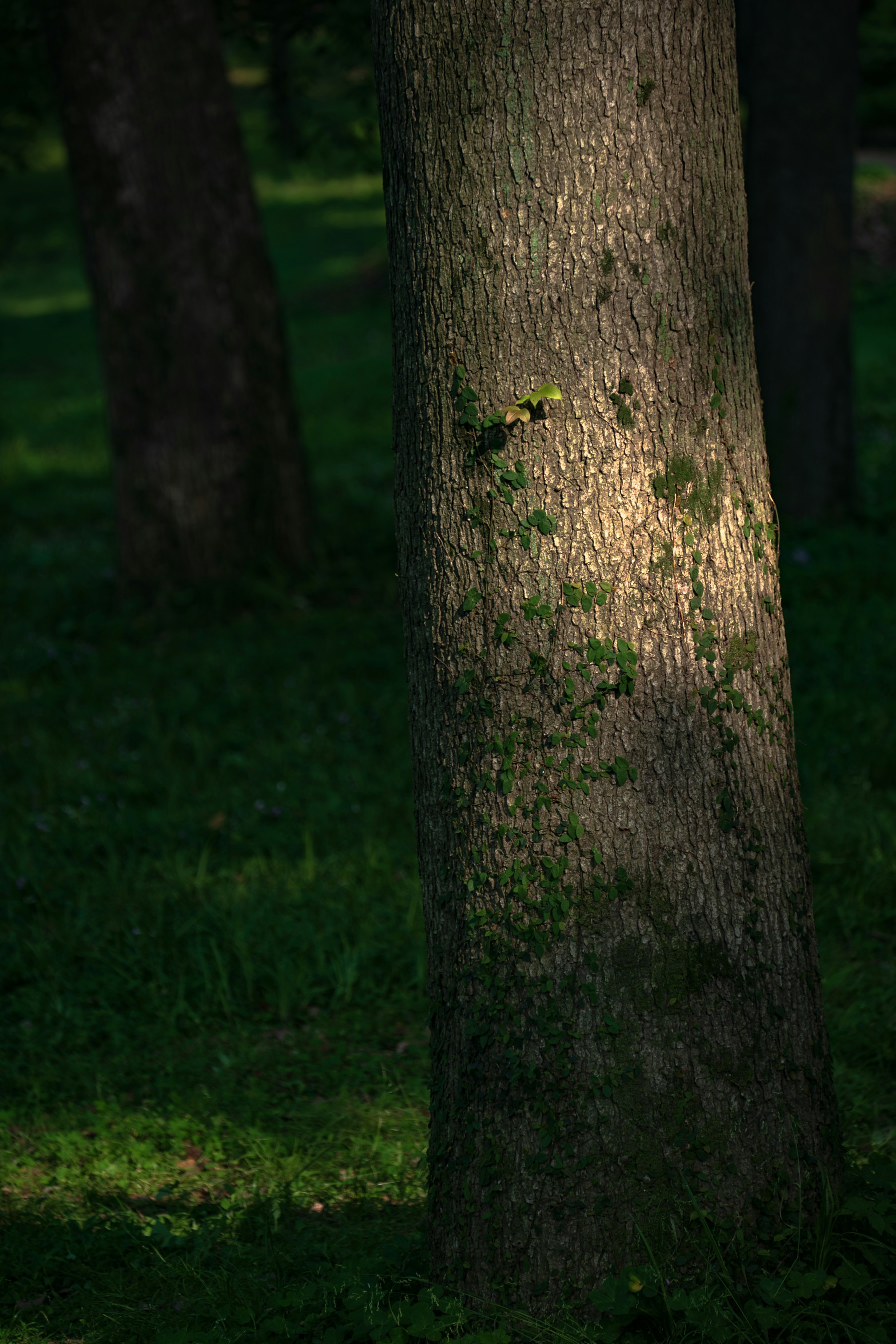 Sunlit Patch on a Barking Tree Trunk in a Quiet Forest