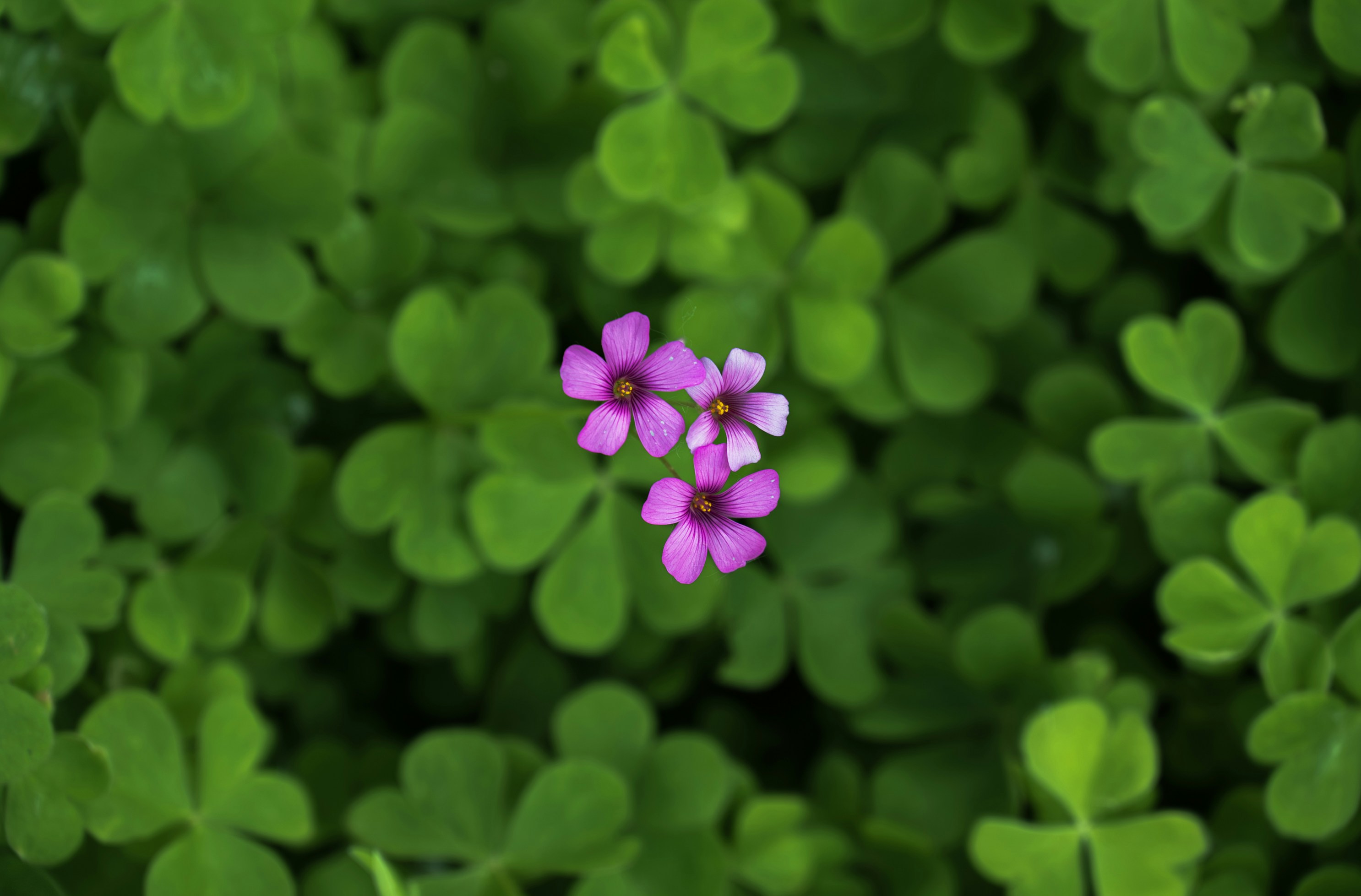 Pink blossoms amid emerald clover: a delicate bloom centerpiece