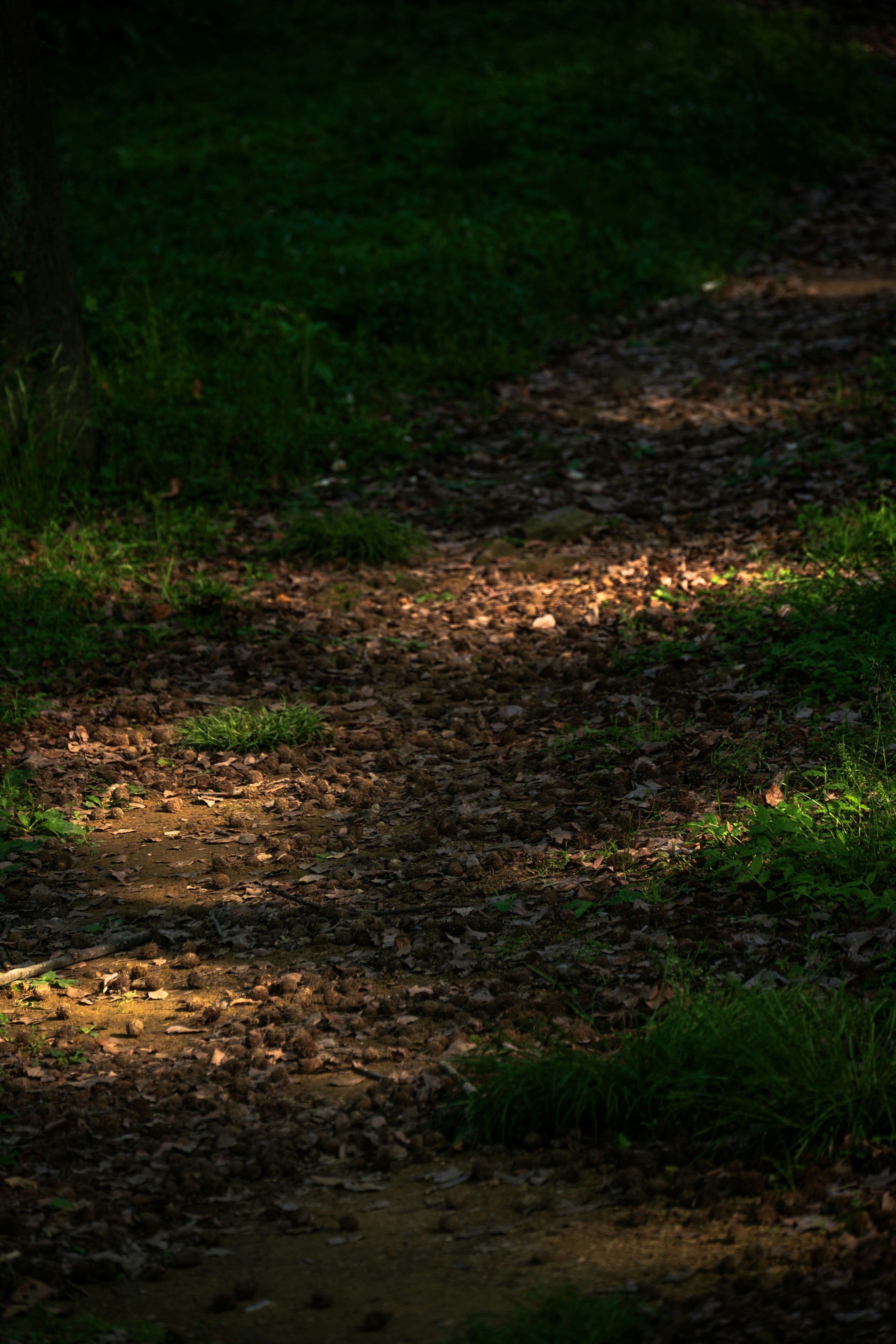 Whispering Path: A Dappled Trail in Shade and Sun