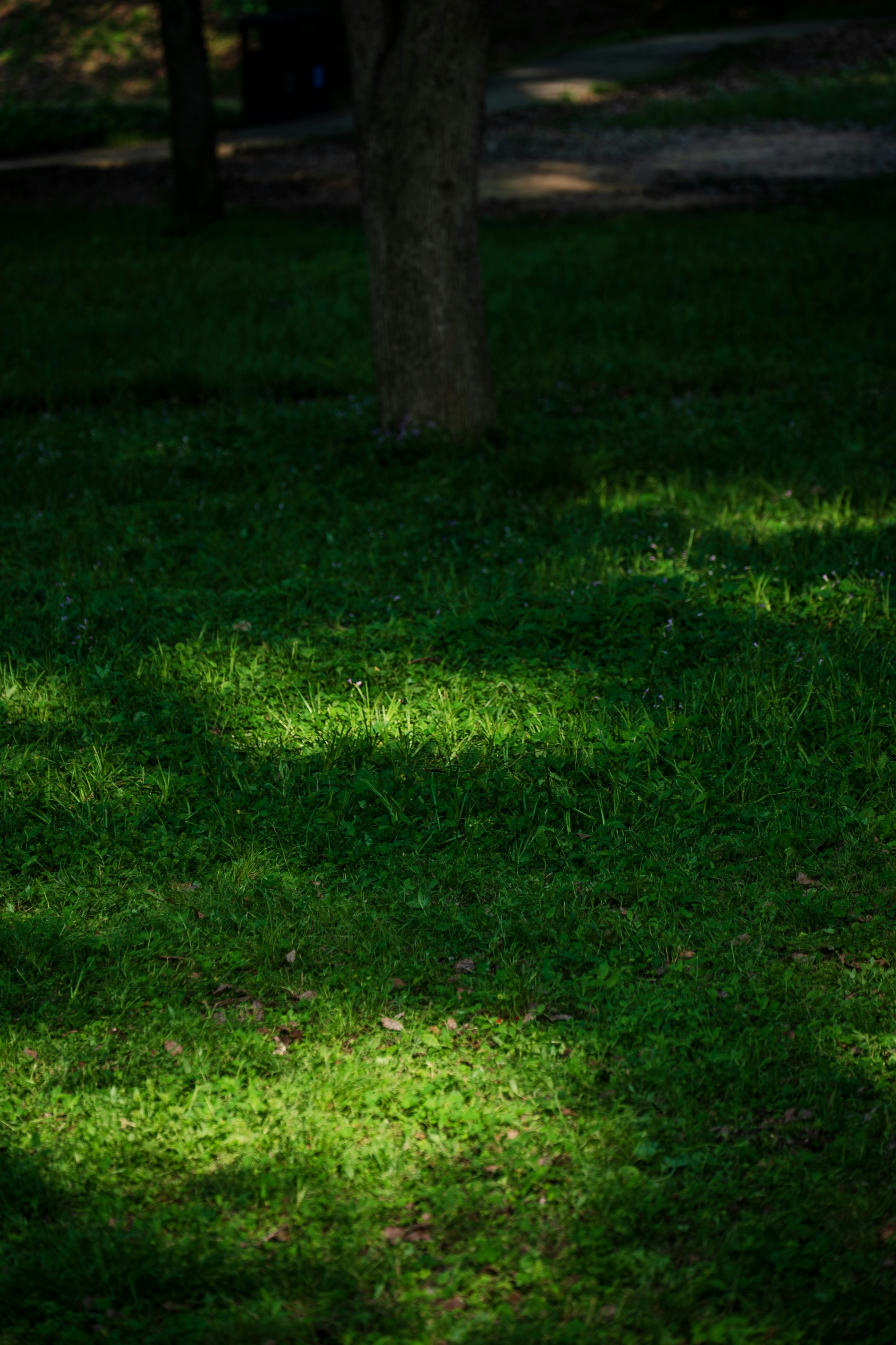 Shadowed Clearing: Luminous Patch at the Base of a Tree