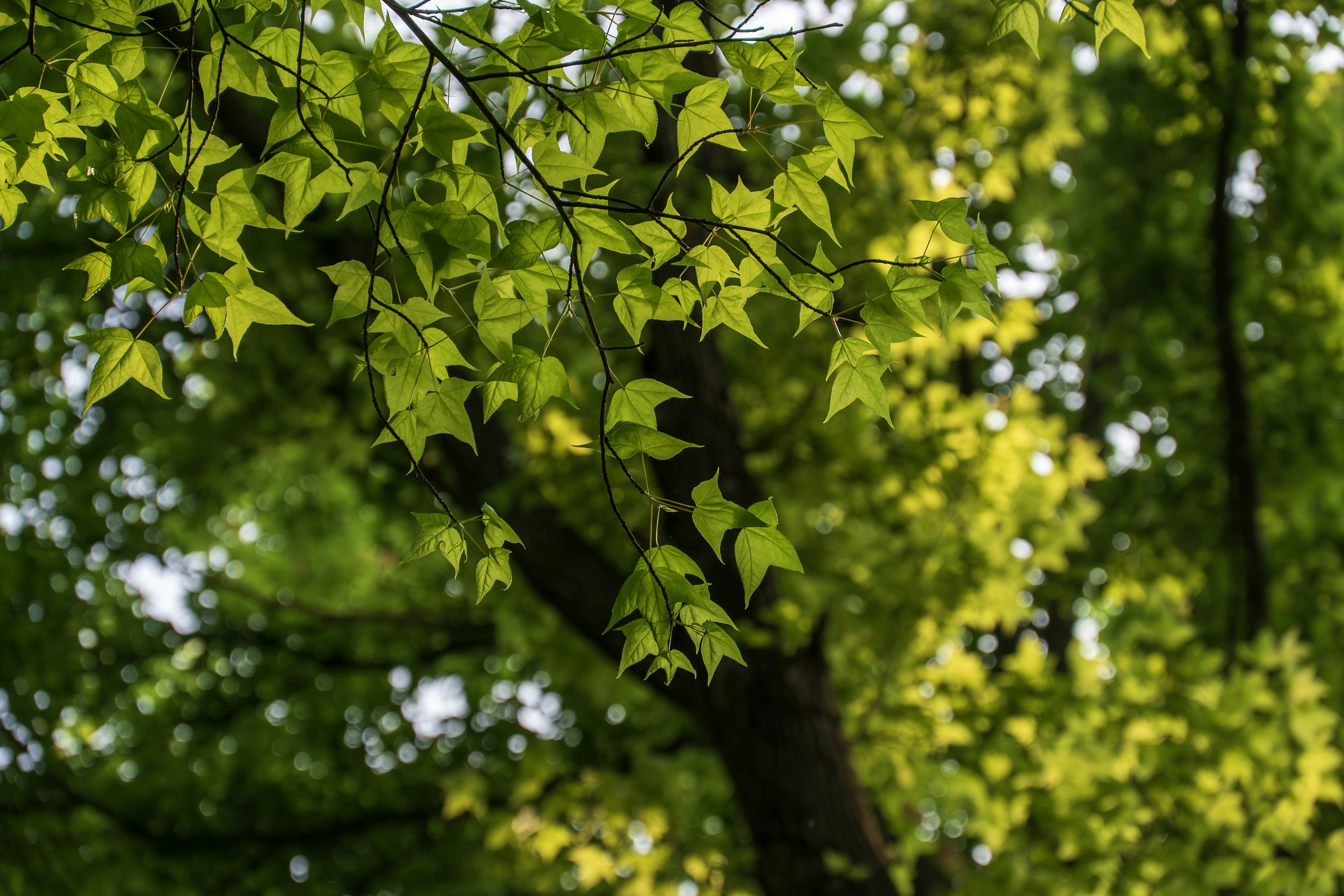 Sunlit Green Veil: Leaves Dancing in a Forest Canopy