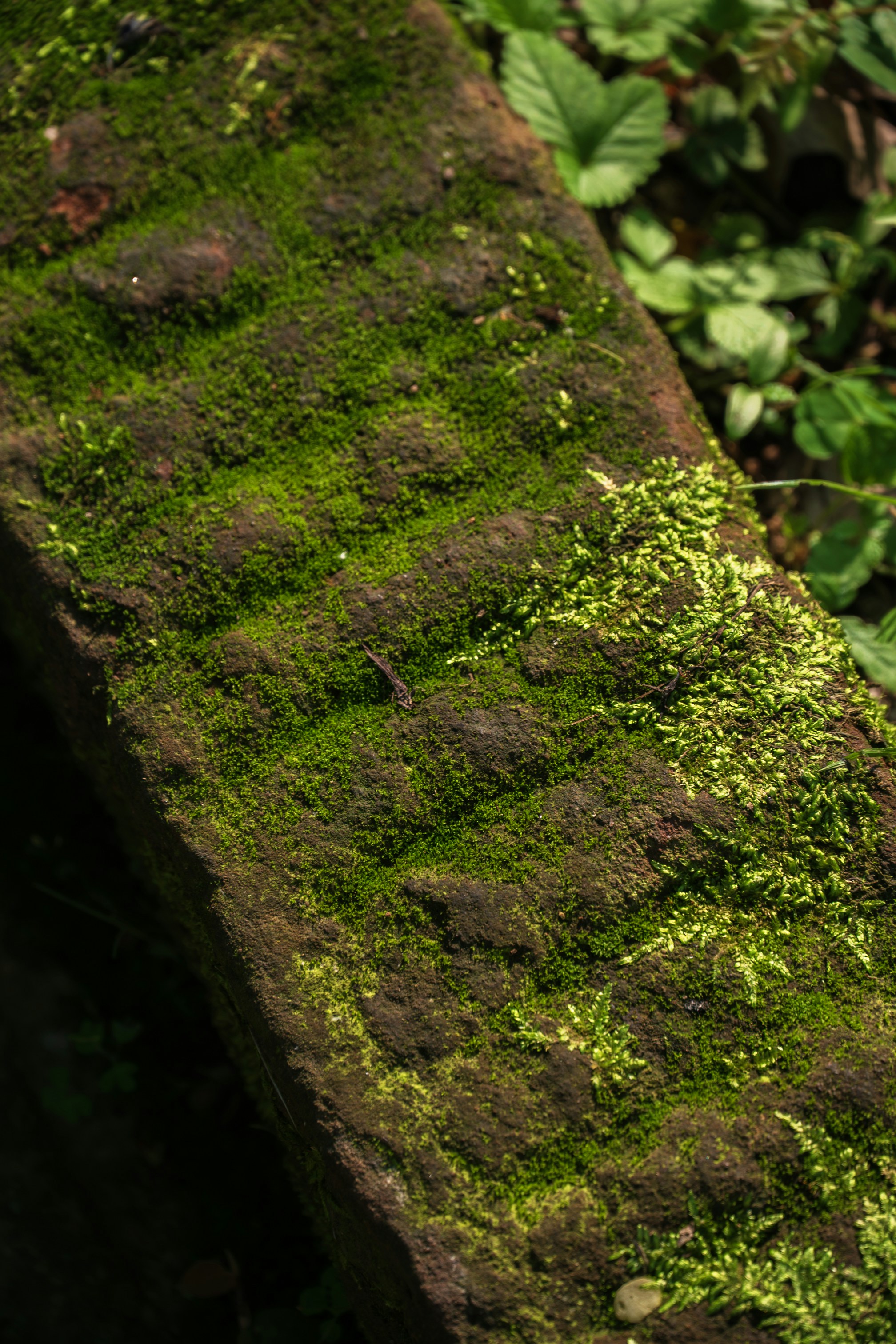 Moss-Covered Stone in Quiet Green Shadow