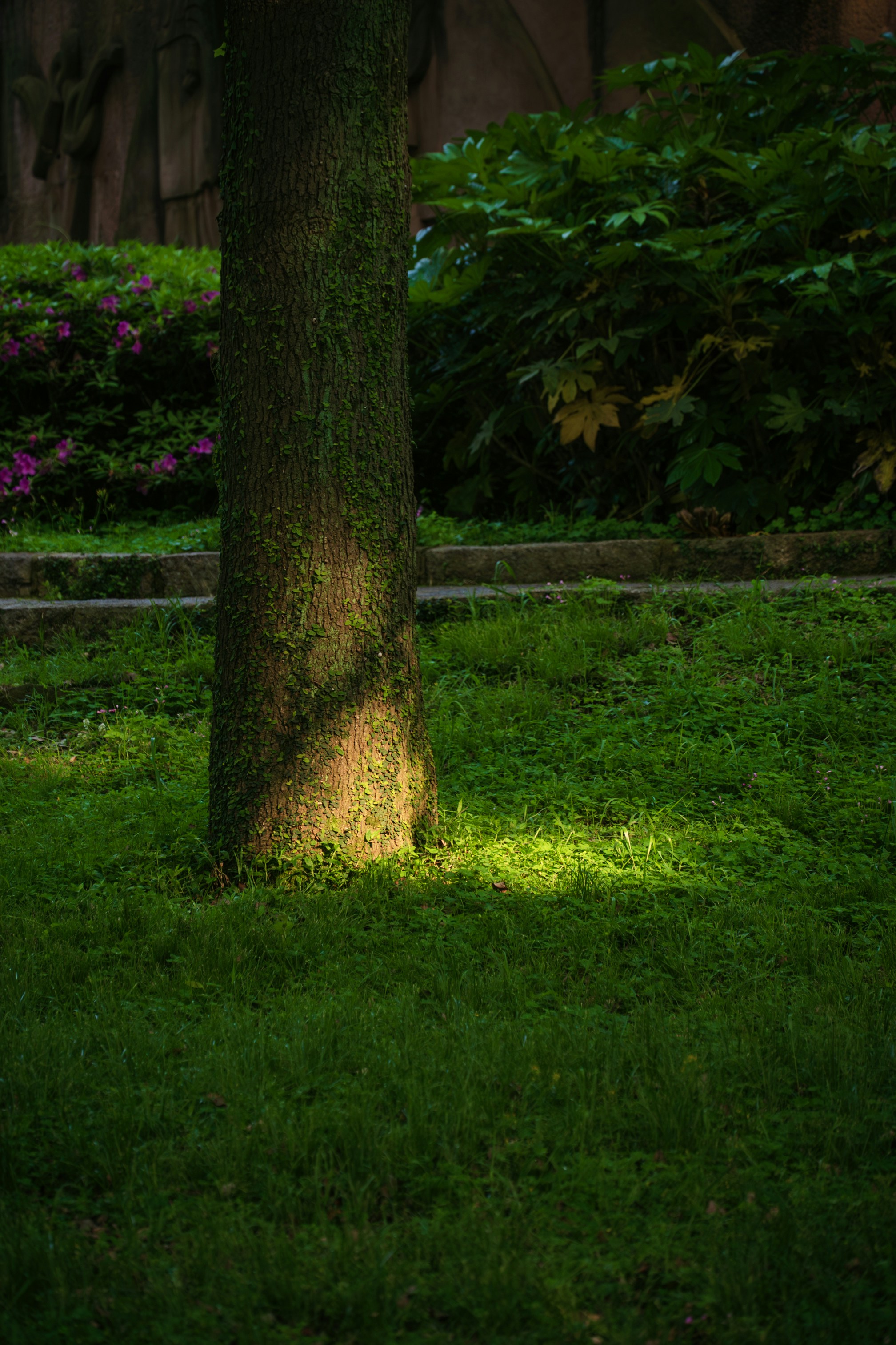 Sunlight illuminates the base of a mossy tree trunk.