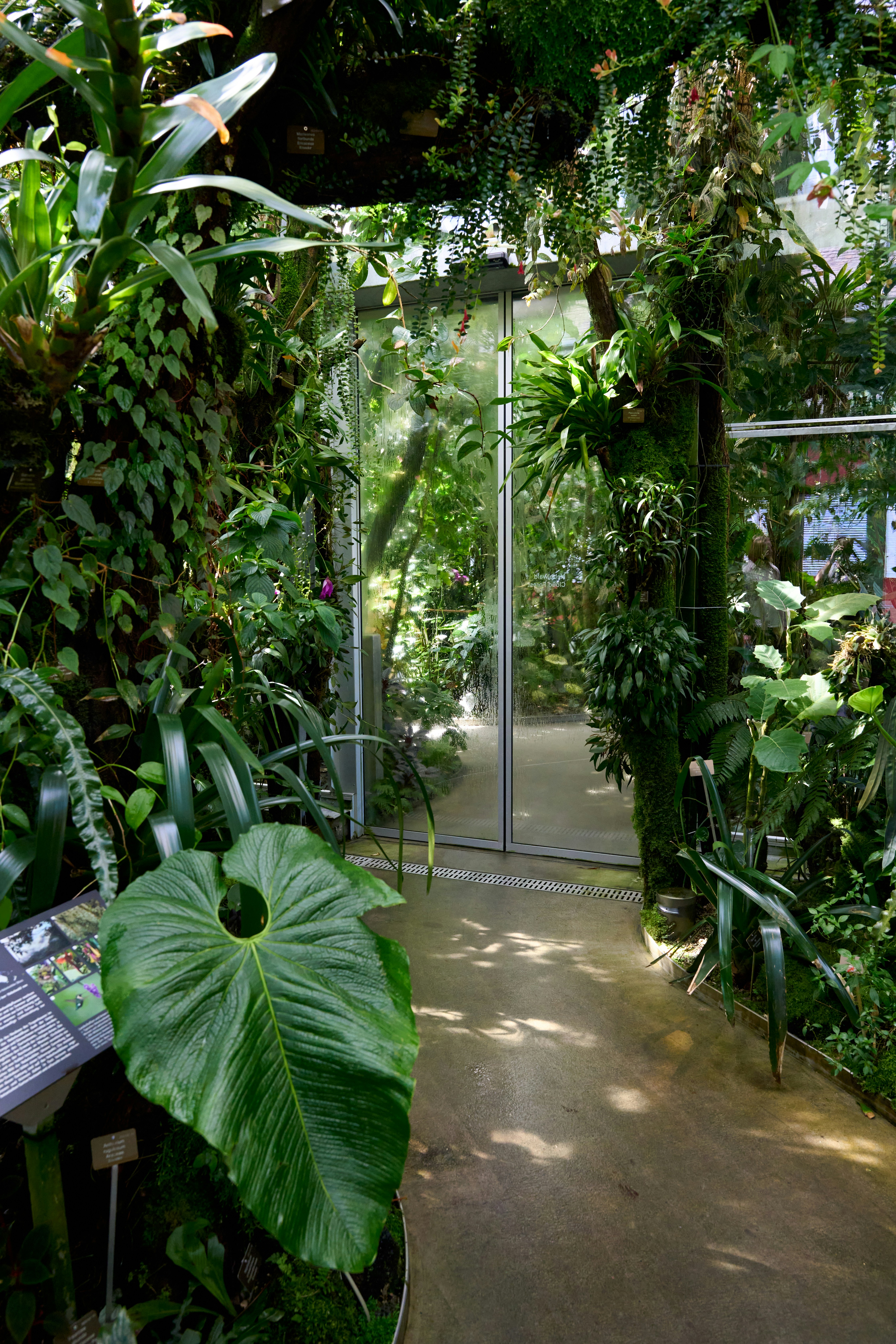 Verdant Gateway: A Glass Corridor Quietly Bathed in Green
