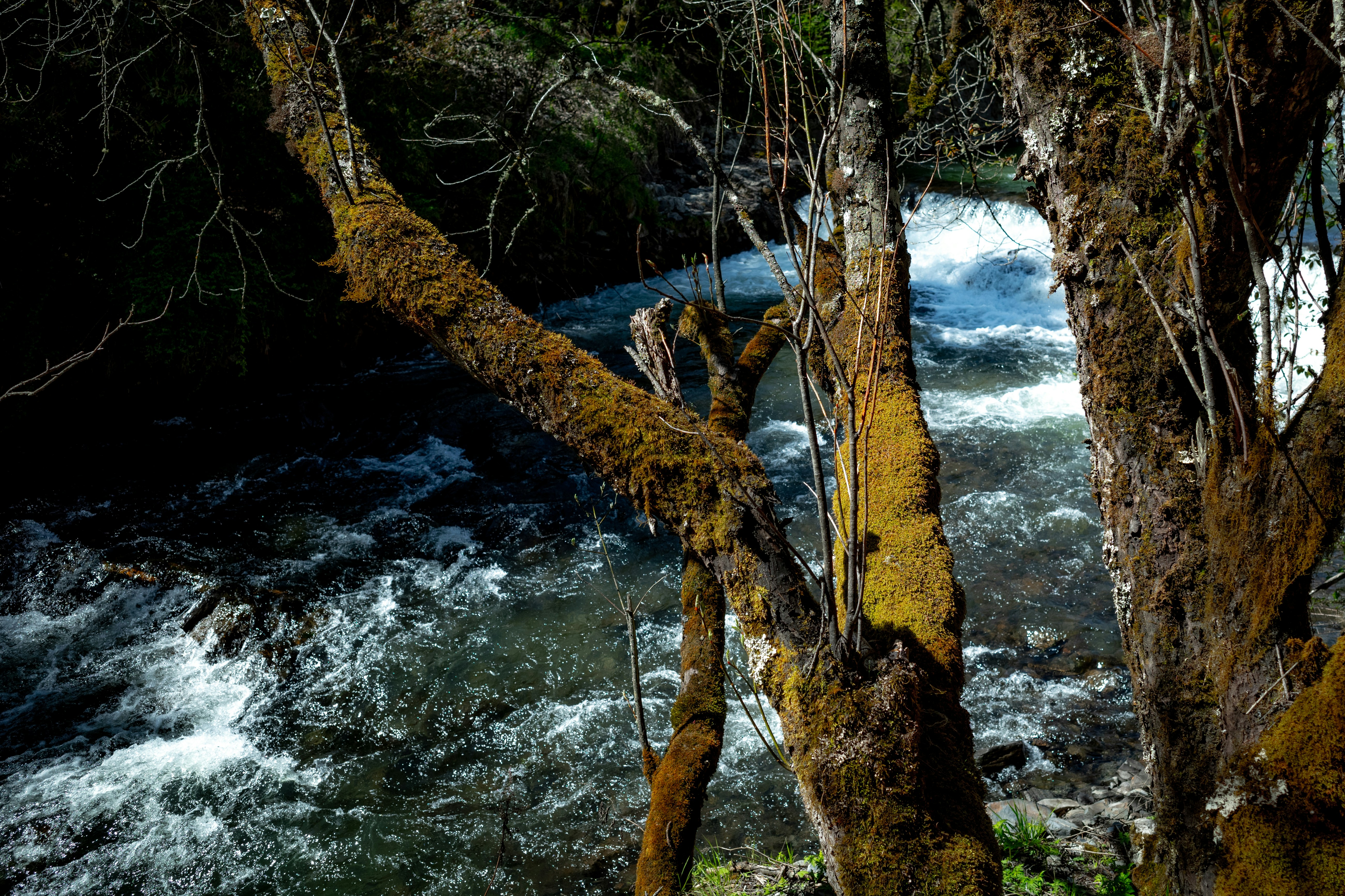 Moss-Caddied Streamway Underfall