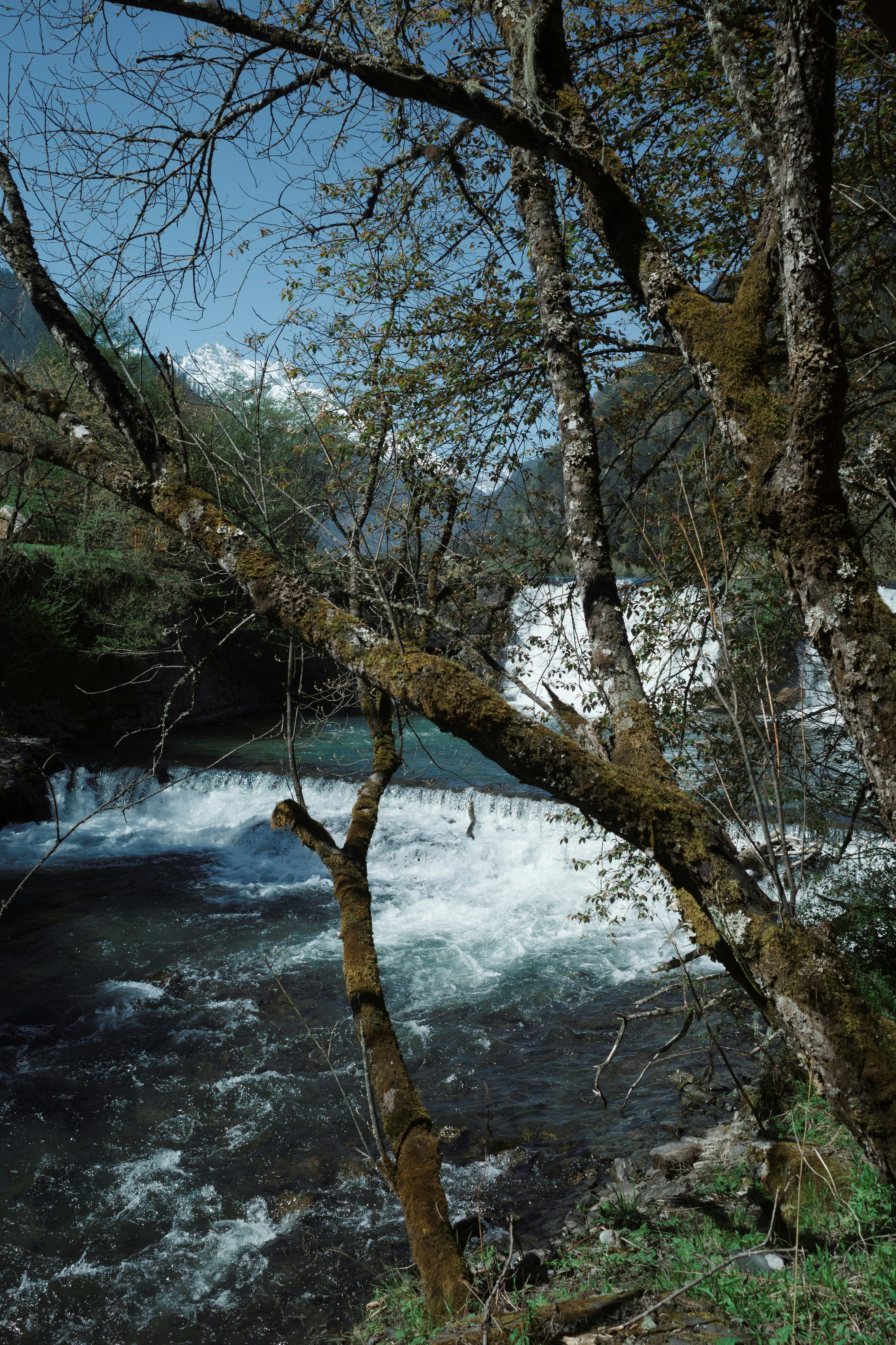 Branching Forest Frame Over a Cascading River