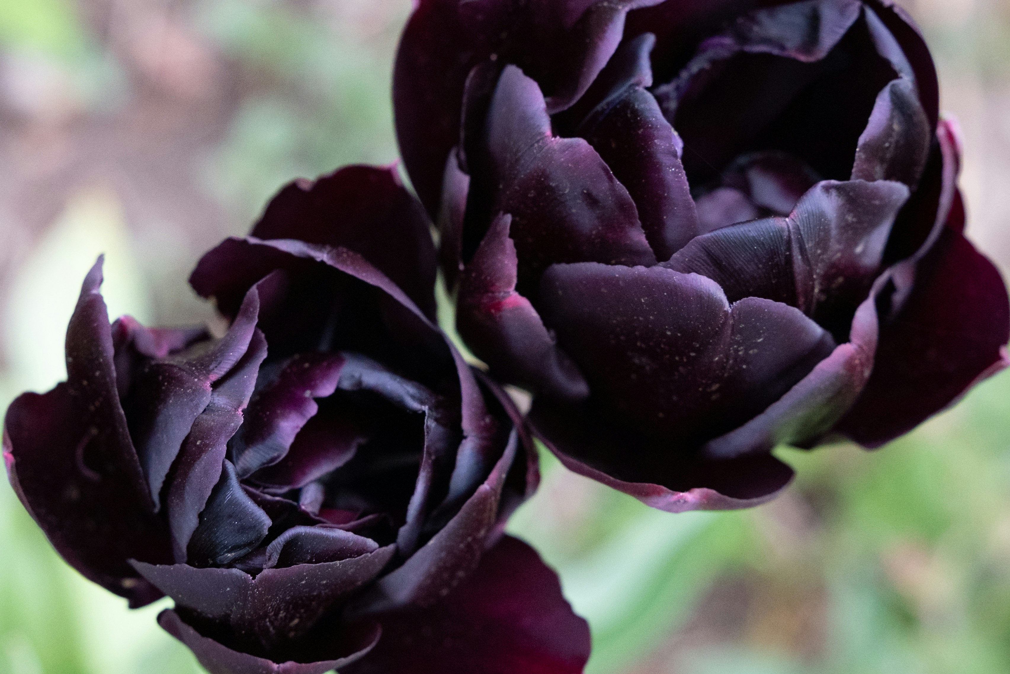 Midnight Bloom: Twin Tulips Framing Dark Velvet Petals