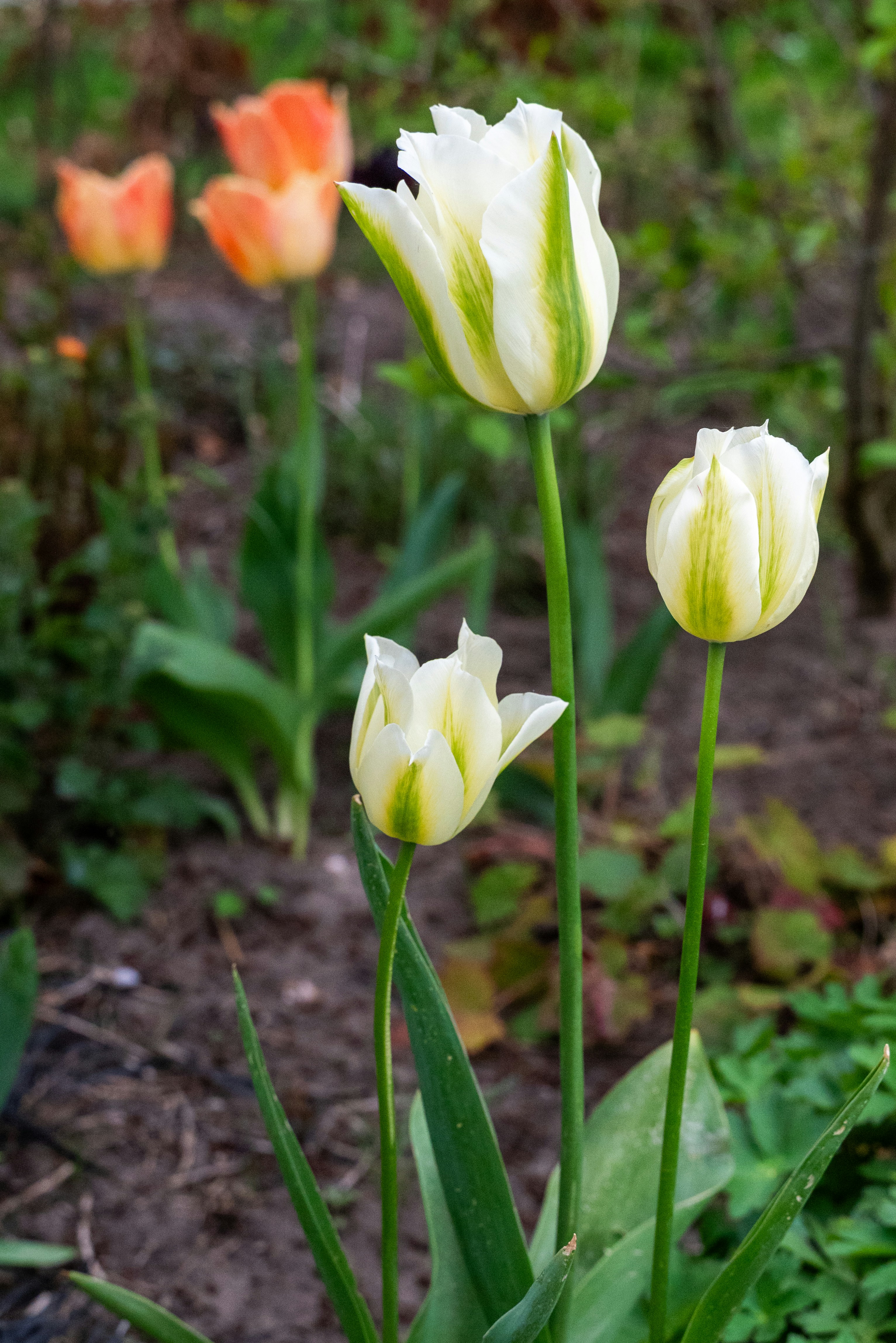 White Tulip Quartet Rising Above a Garden Bed