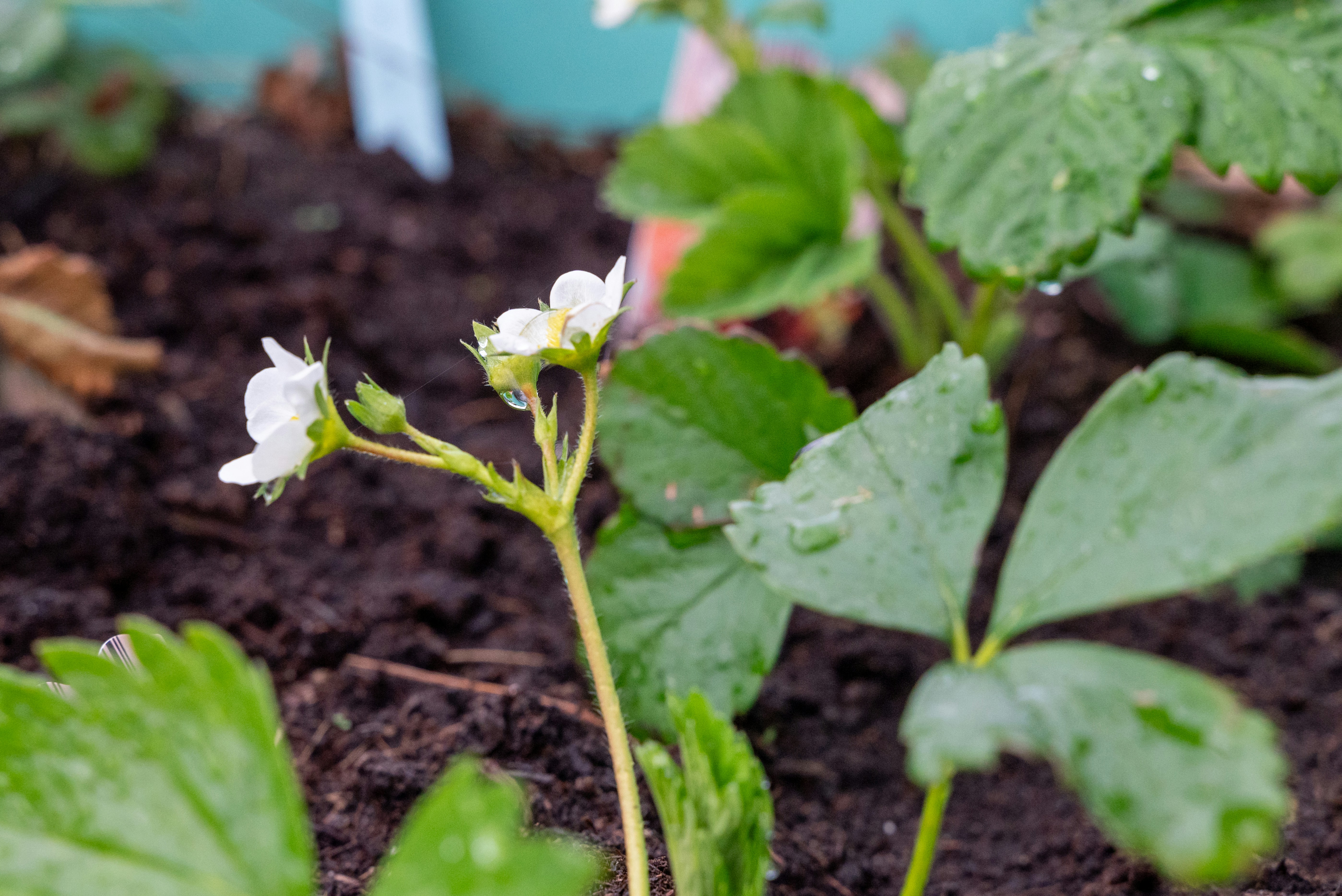 Tiny White Blossoms on a Green Stem Amid Garden Soil