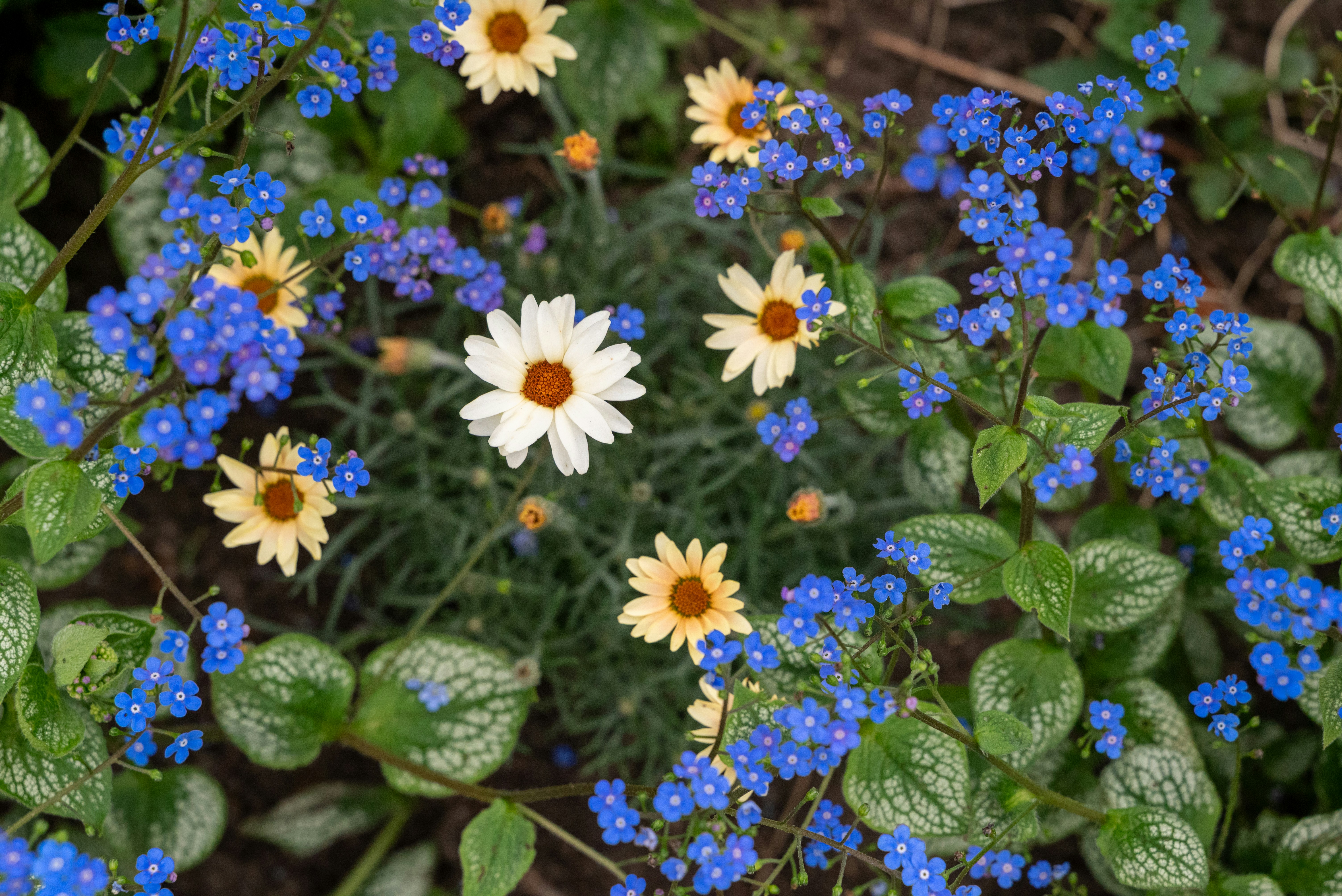 White-centered daisies greet a sea of cobalt blue blossoms