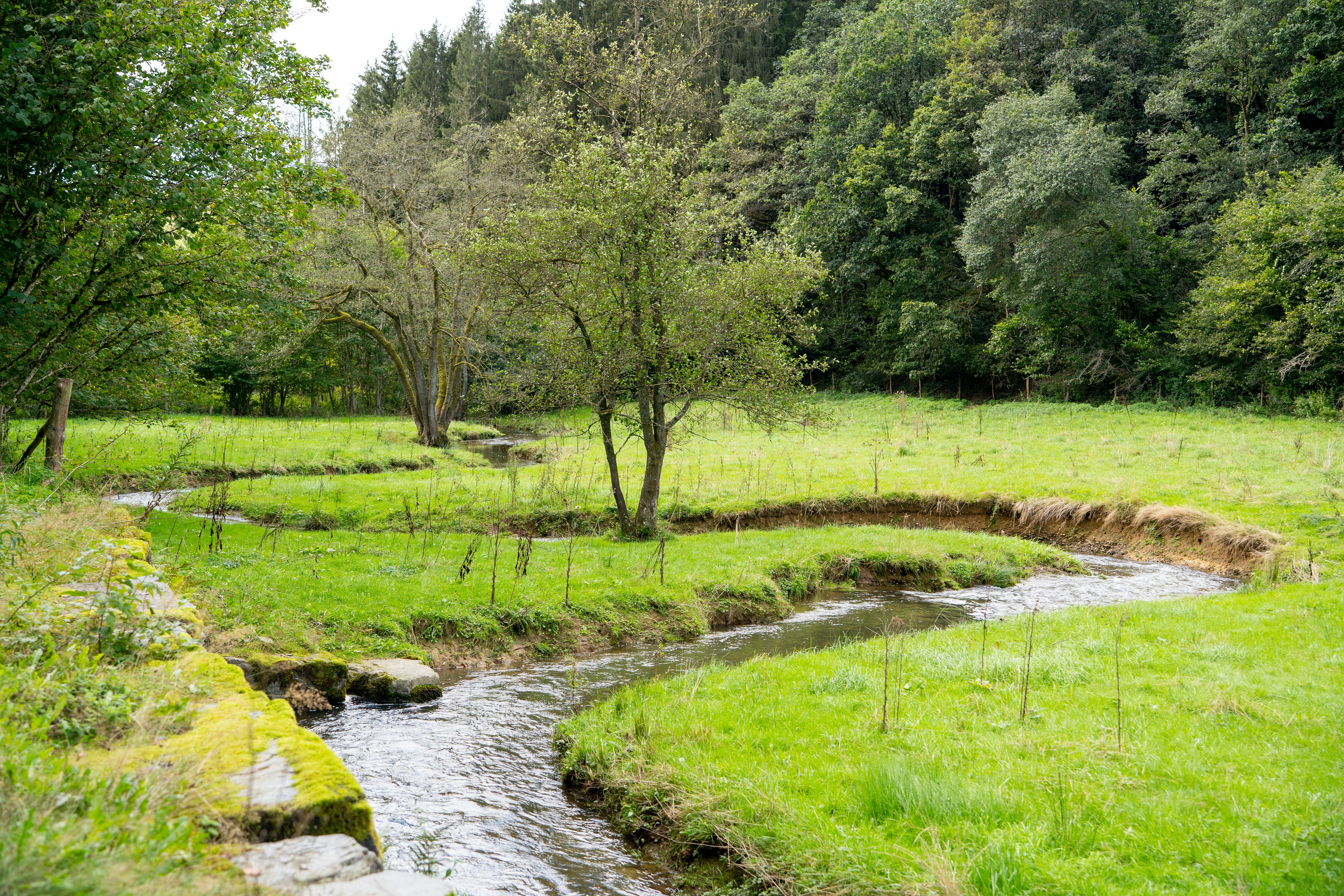 Meandering Stream through a Lush Meadow