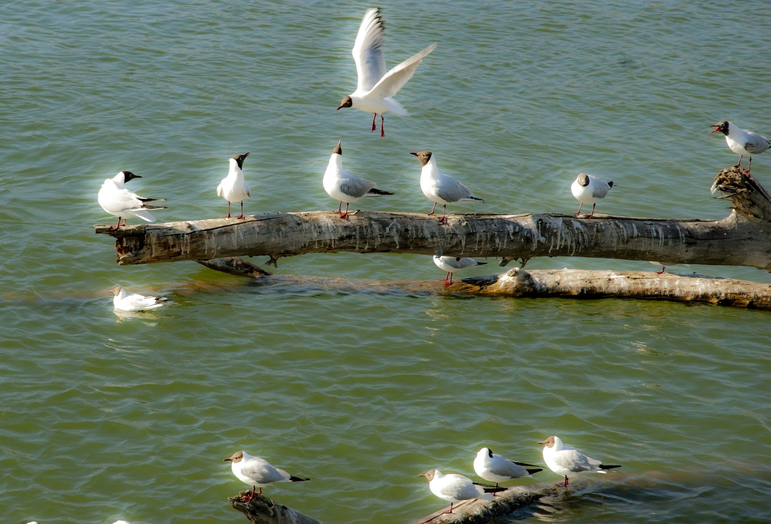 Line of Seabirds: A Quiet Perch on Driftwood