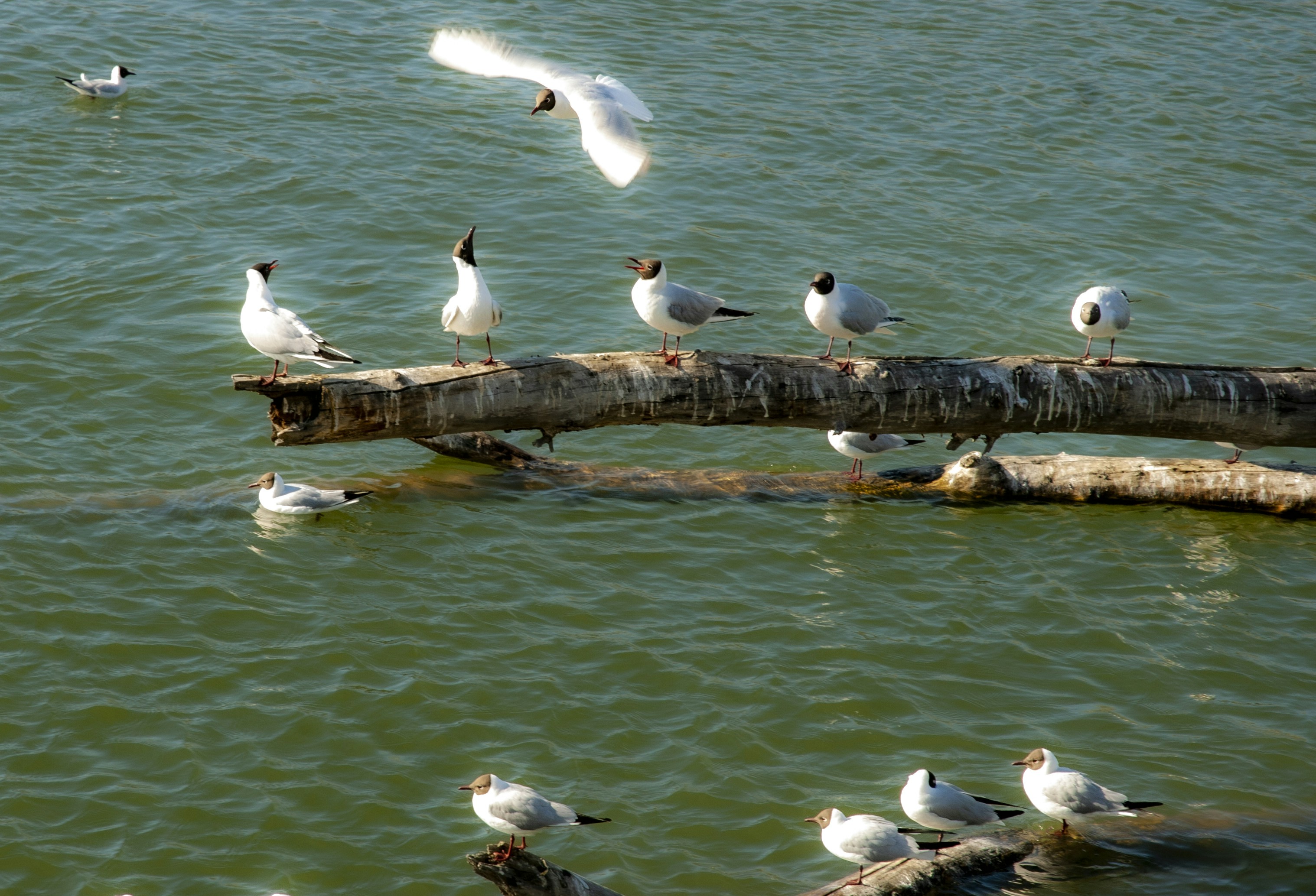 Log Pier at Dusk: A Frieze of Gulls Over Quiet Tides