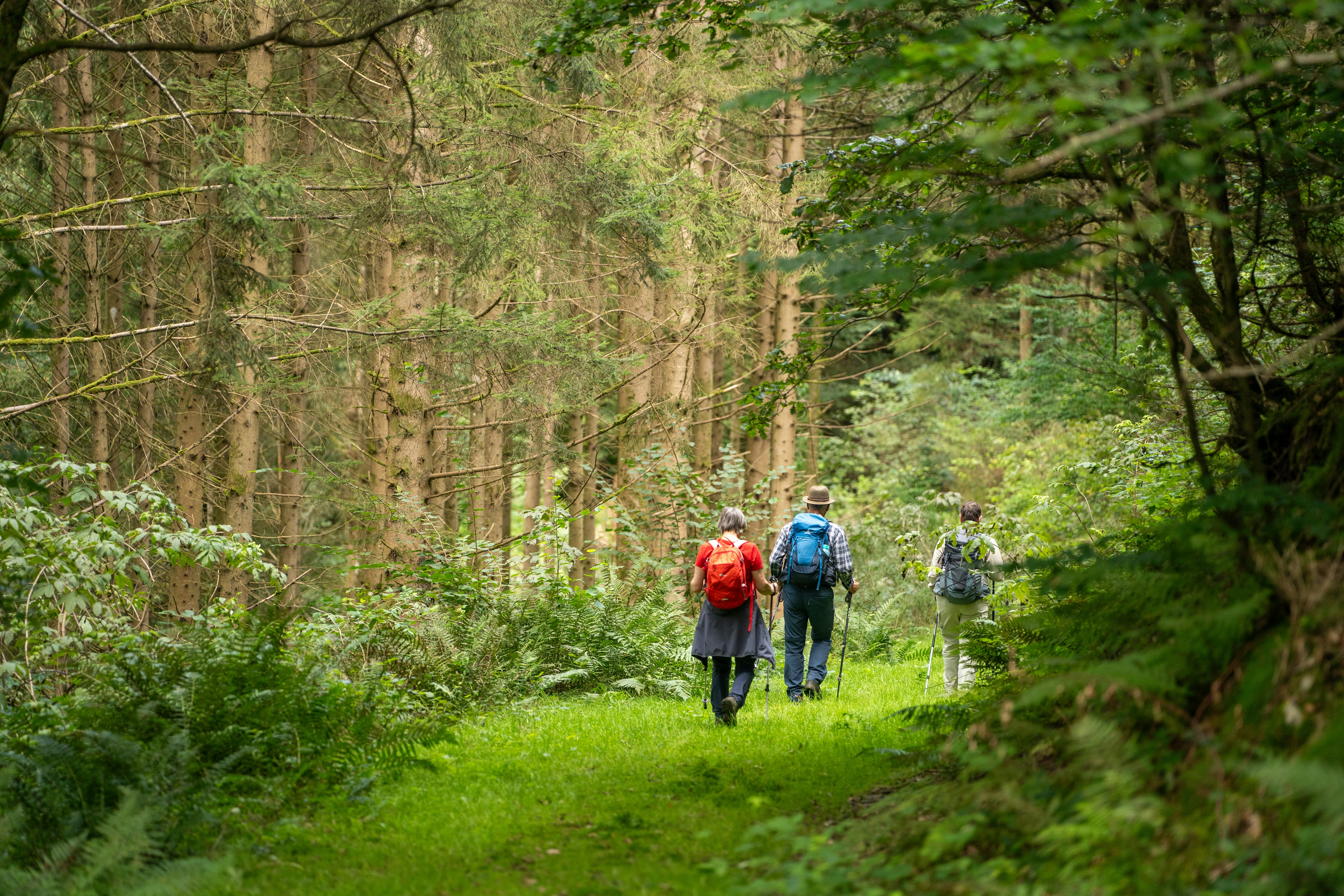 Three hikers on a sunlit forest path
