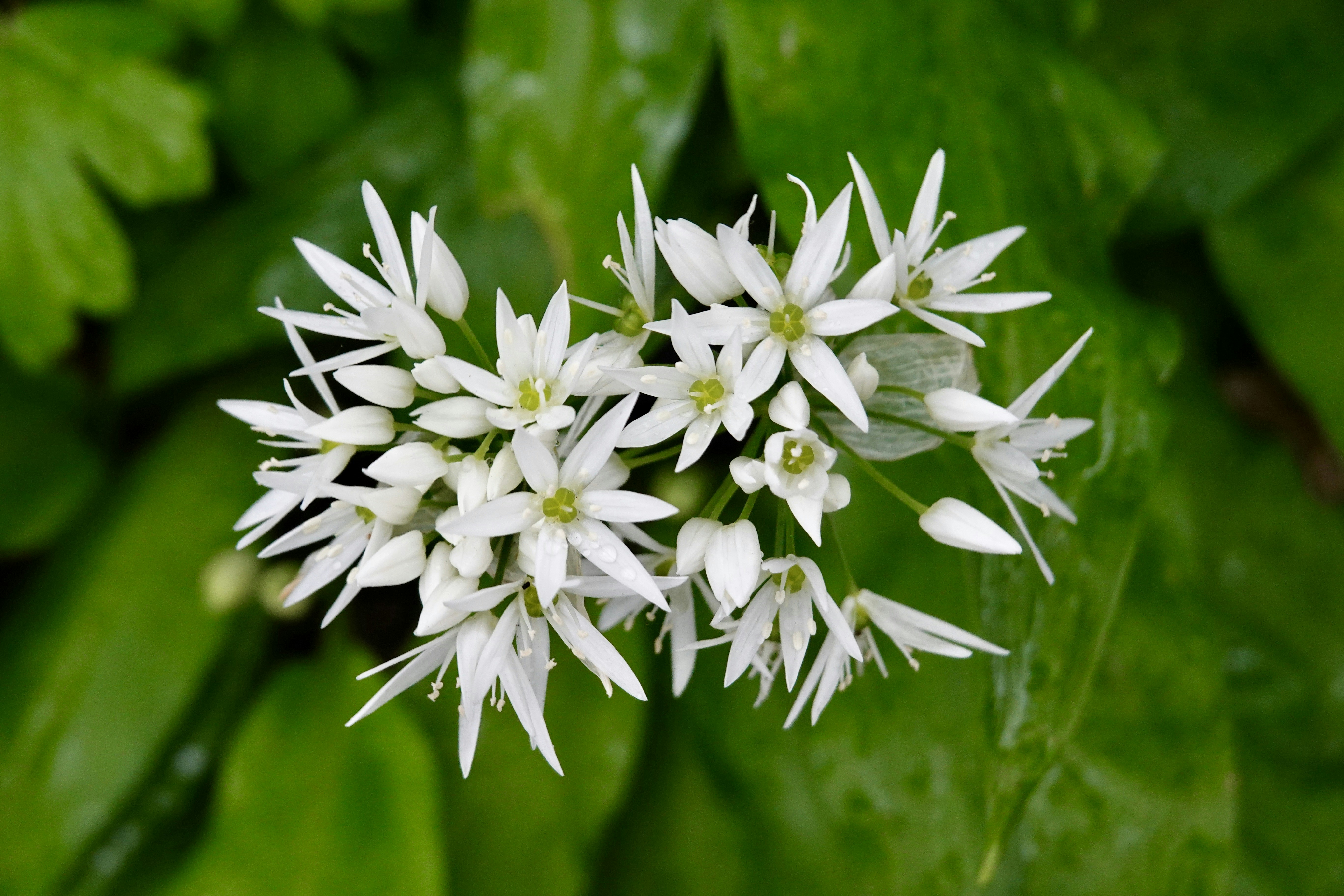 White Starburst in Green Crown