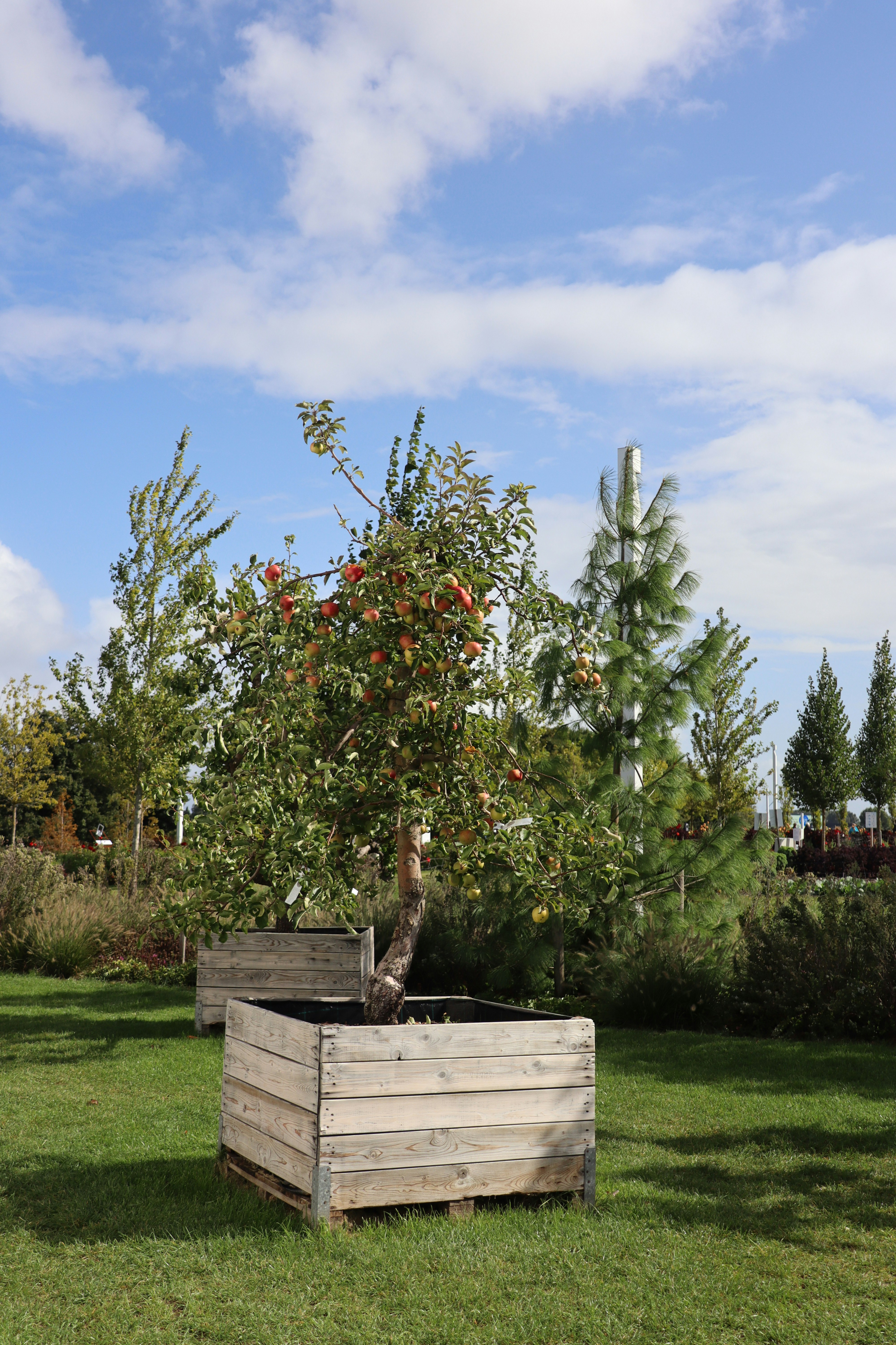 Apple Tree in a Wooden Planter Under a Bright Sky